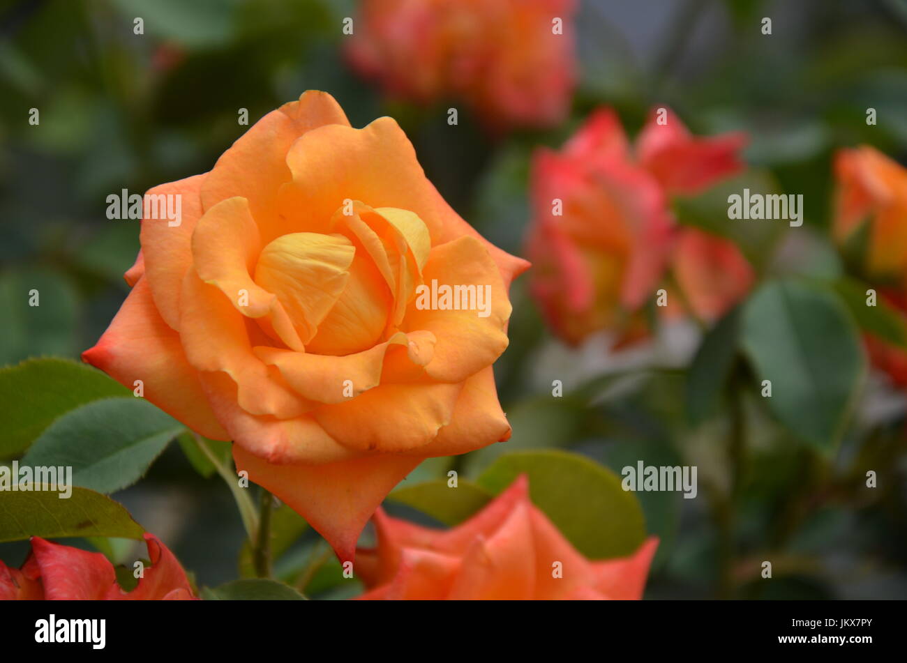 Orange garden roses hi-res stock photography and images - Alamy