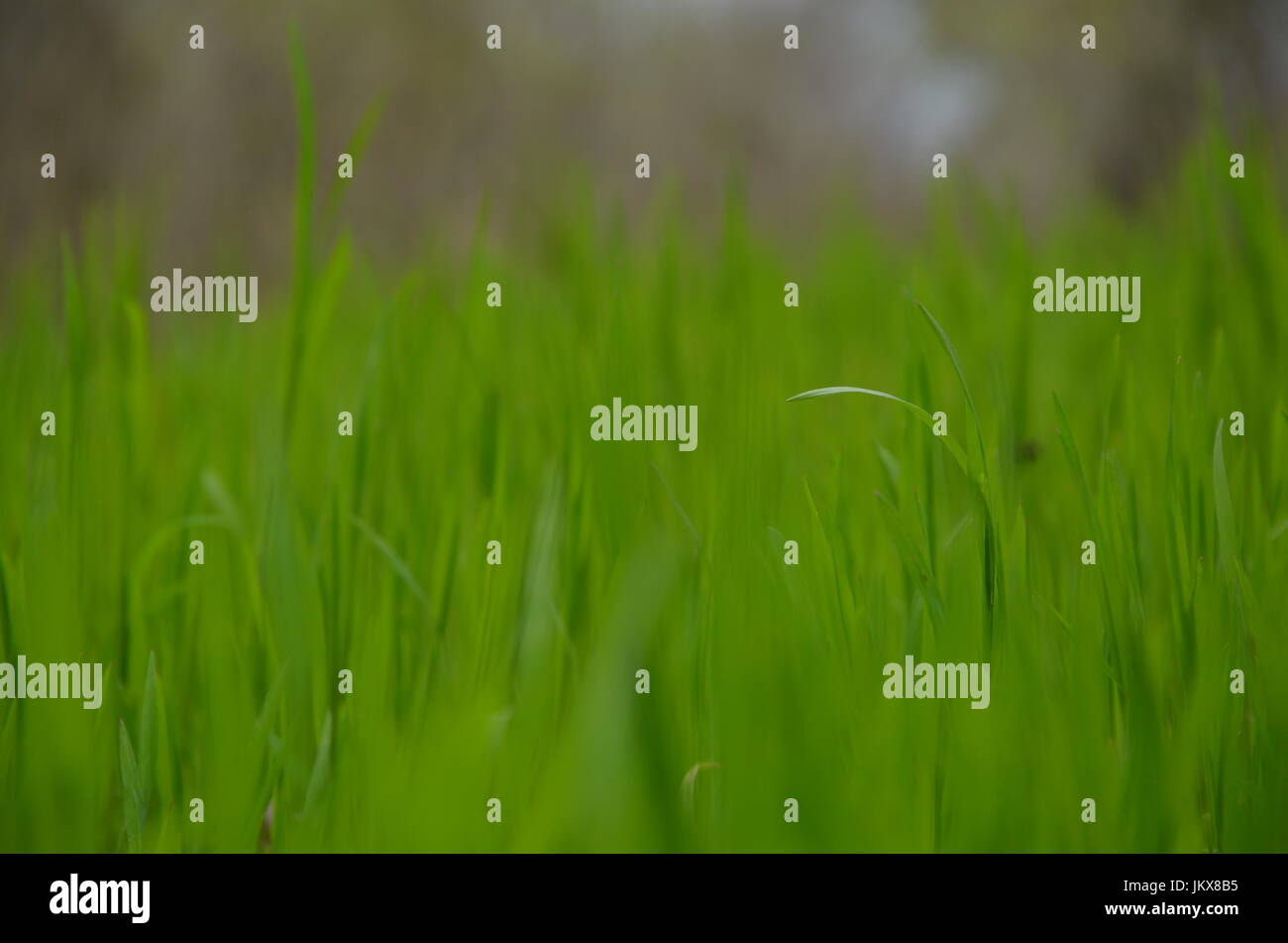 Just beautiful grass Stock Photo - Alamy