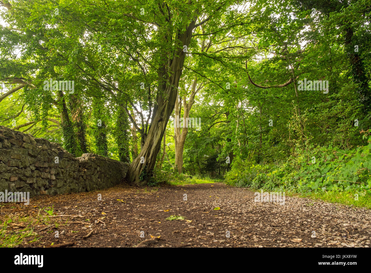 Bristol forest hi-res stock photography and images - Alamy