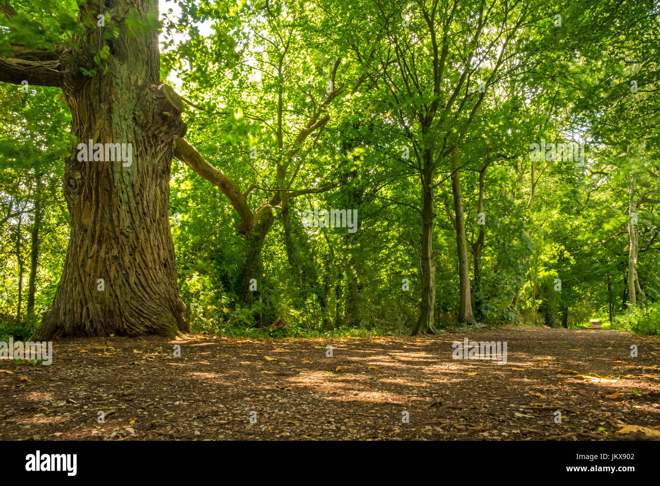 Bristol forest hi-res stock photography and images - Alamy