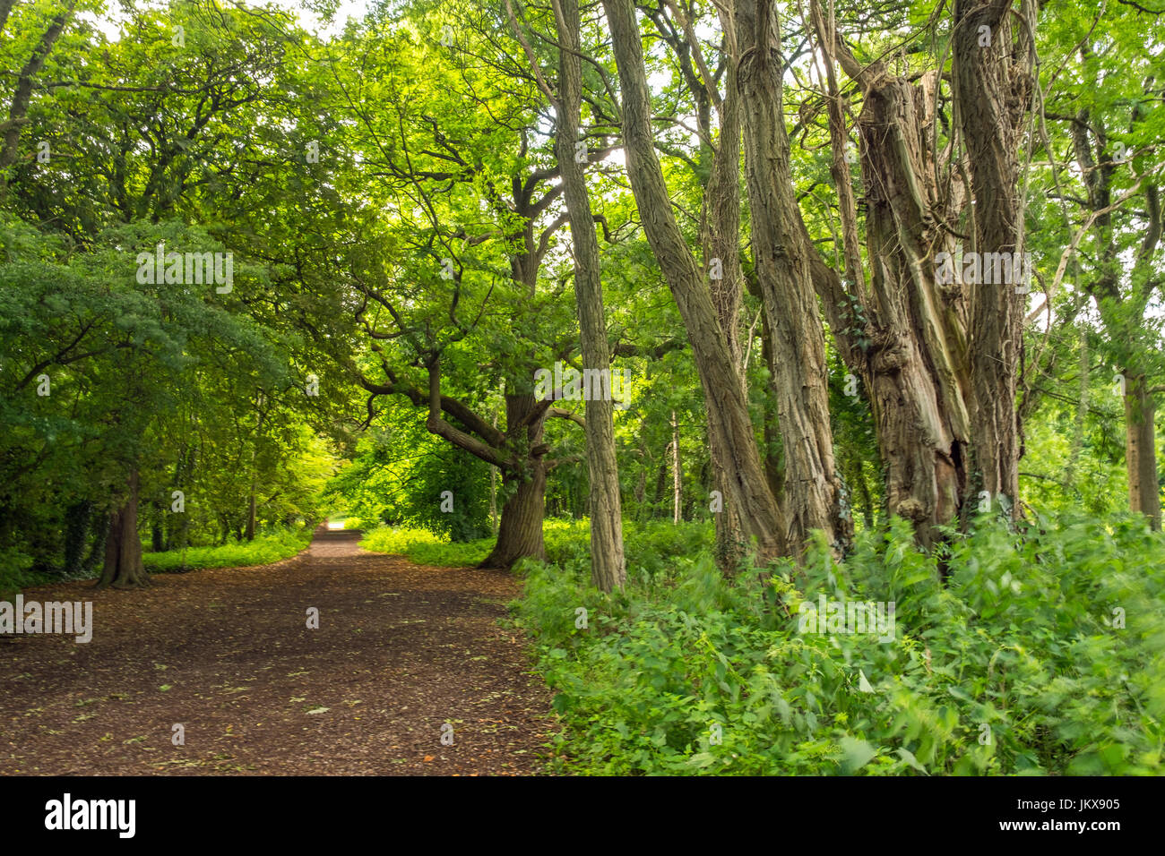 Bristol forest hi-res stock photography and images - Alamy