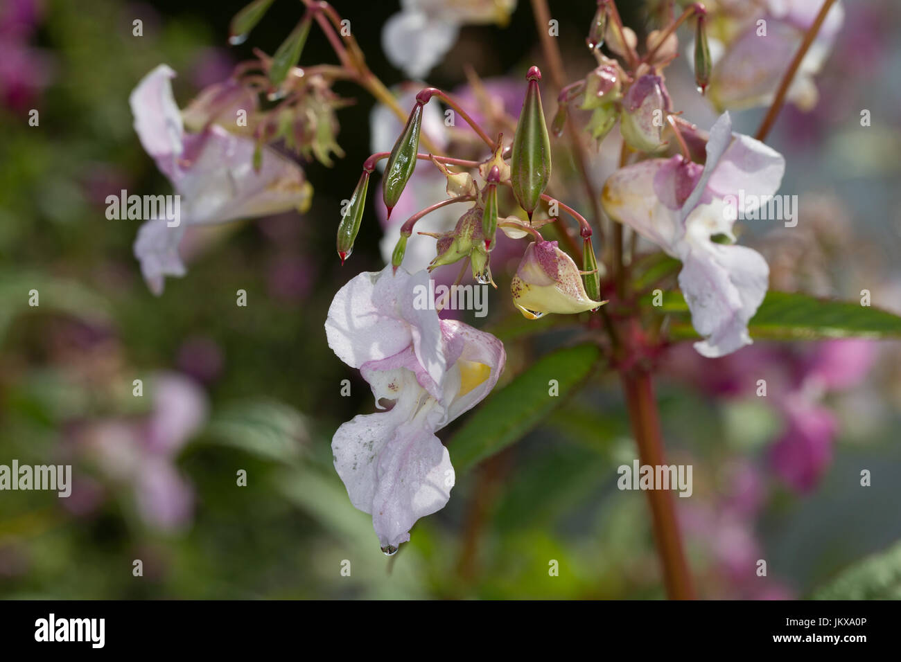 Himalayan balsam seed dispersal hi-res stock photography and images - Alamy