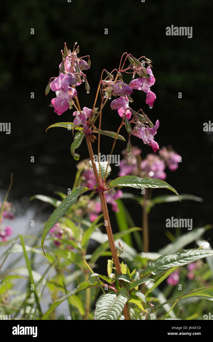 Himalayan balsam seed dispersal hi-res stock photography and images - Alamy