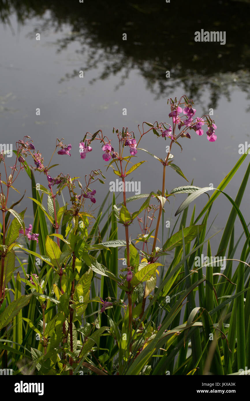Himalayan balsam seed dispersal hi-res stock photography and images - Alamy