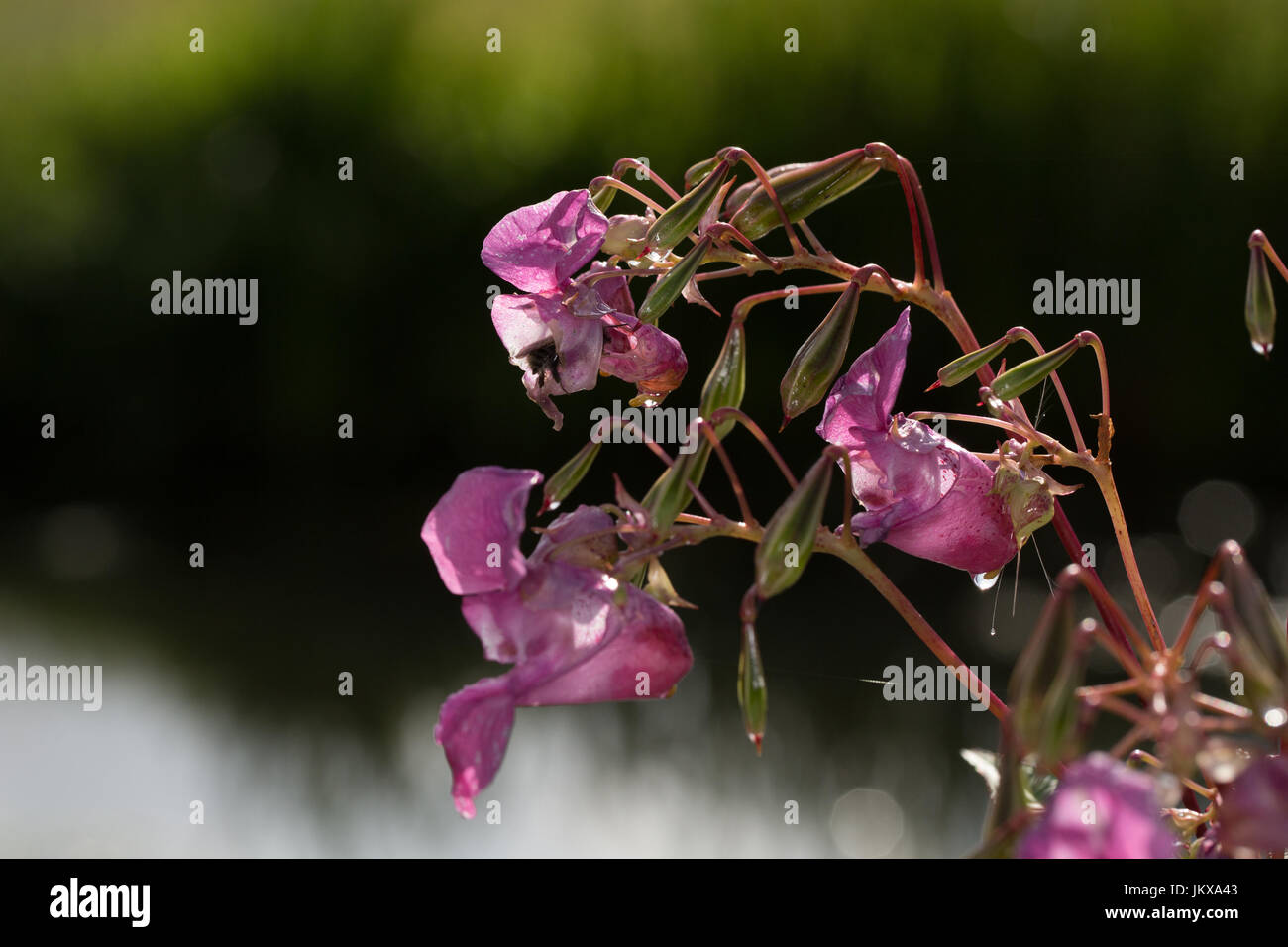 Himalayan balsam seed dispersal hi-res stock photography and images - Alamy
