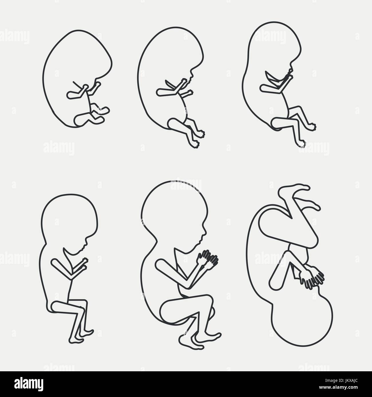 White Background Silhouette Set Fetal Growth Stock Vector Image And Art Alamy