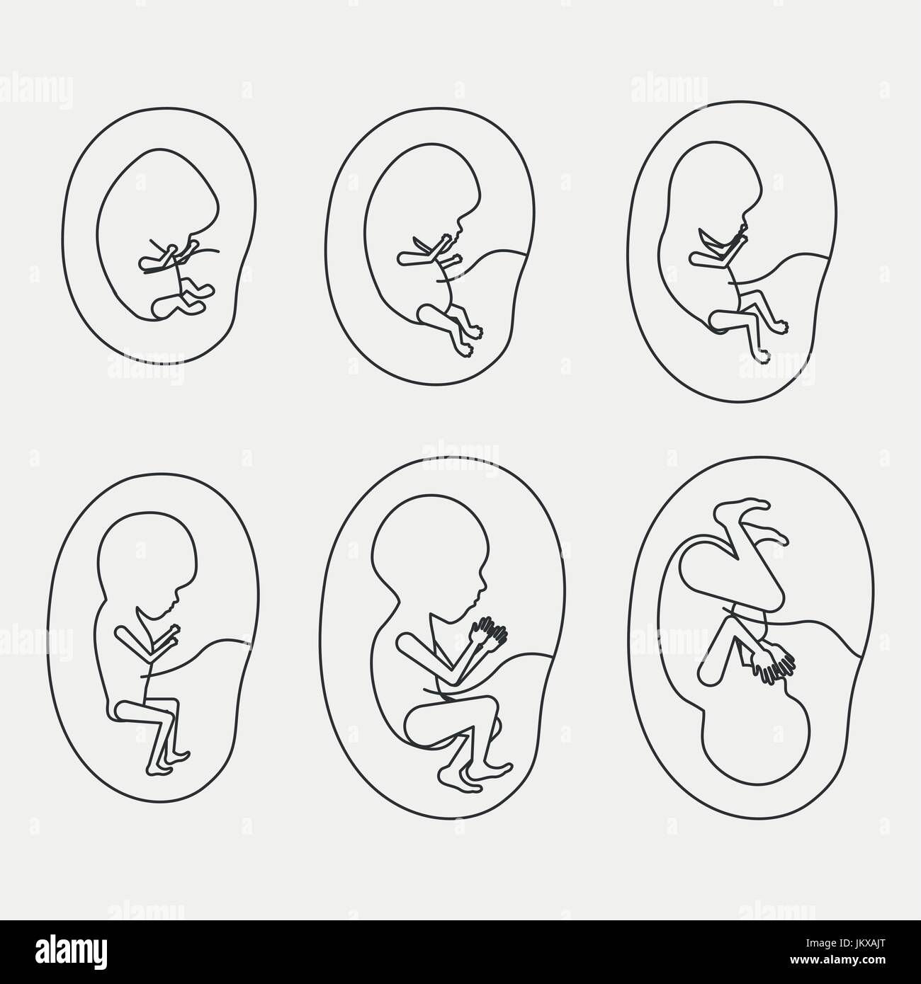 white background silhouette set fetal growth in placenta Stock Vector ...
