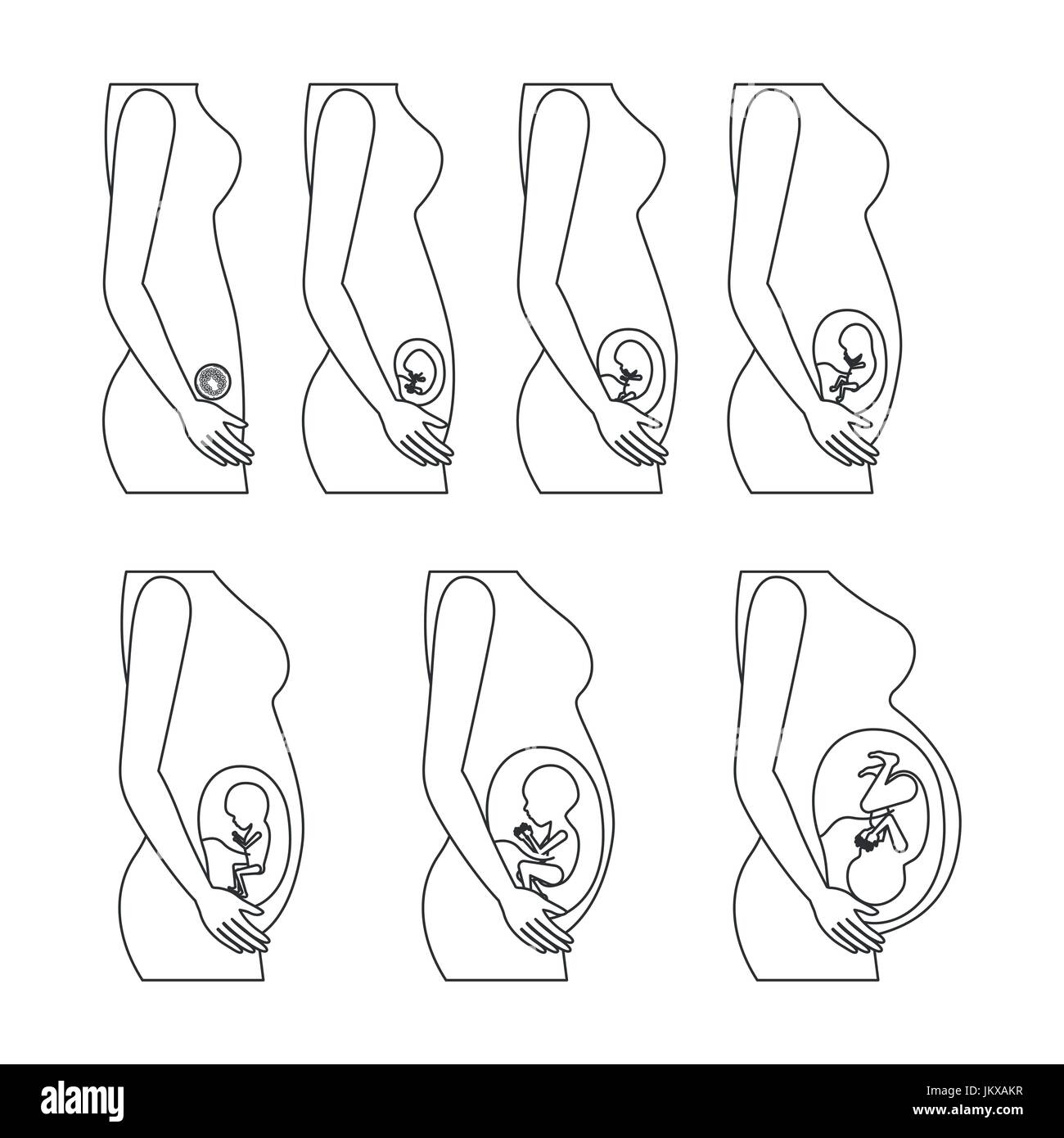 Female Anatomy Pregnancy High Resolution Stock Photography and Images ...