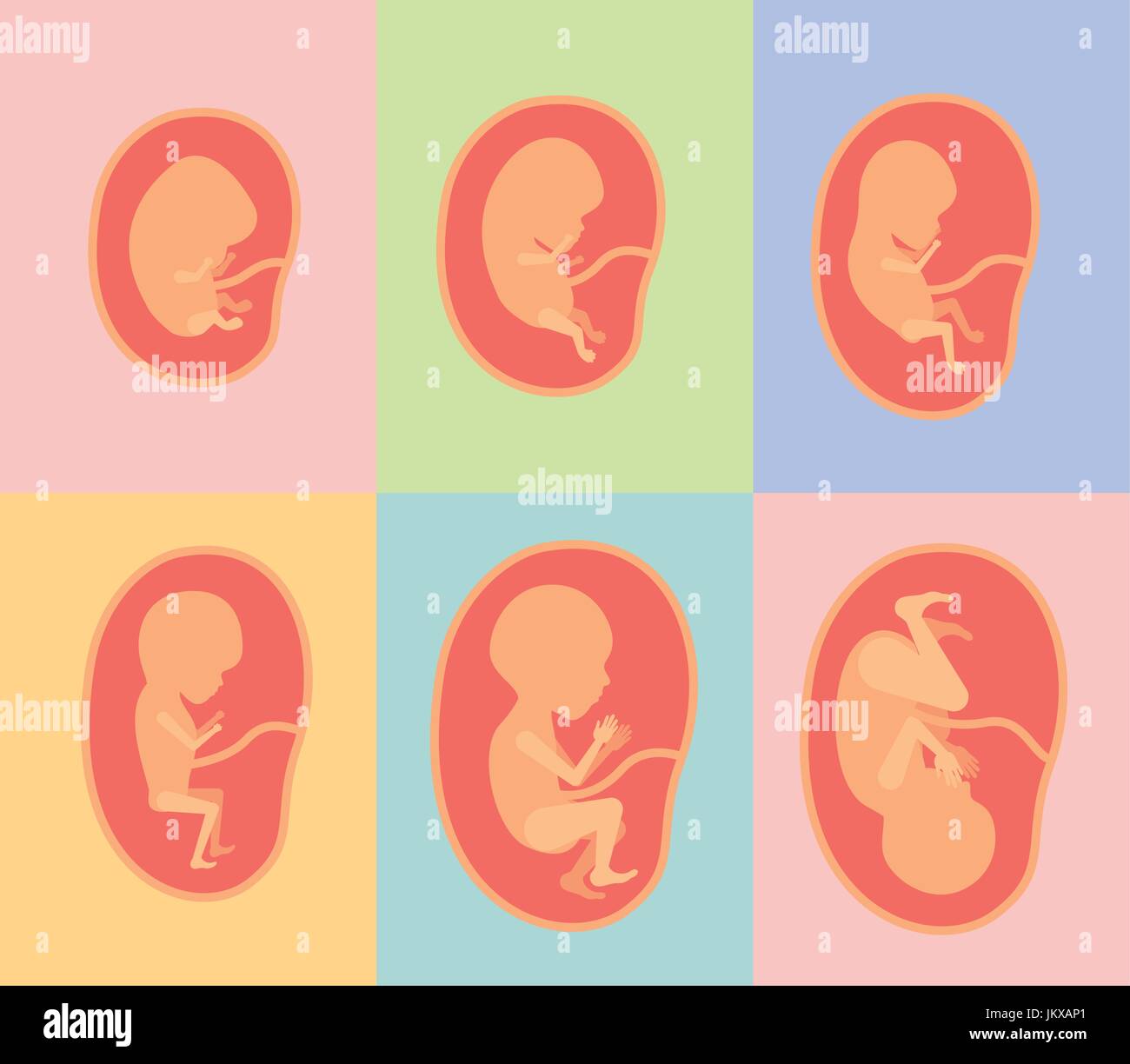color background of frames with silhouette set fetal growth in placenta ...