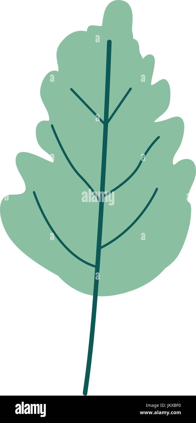 Wavy leaf oak hi-res stock photography and images - Alamy