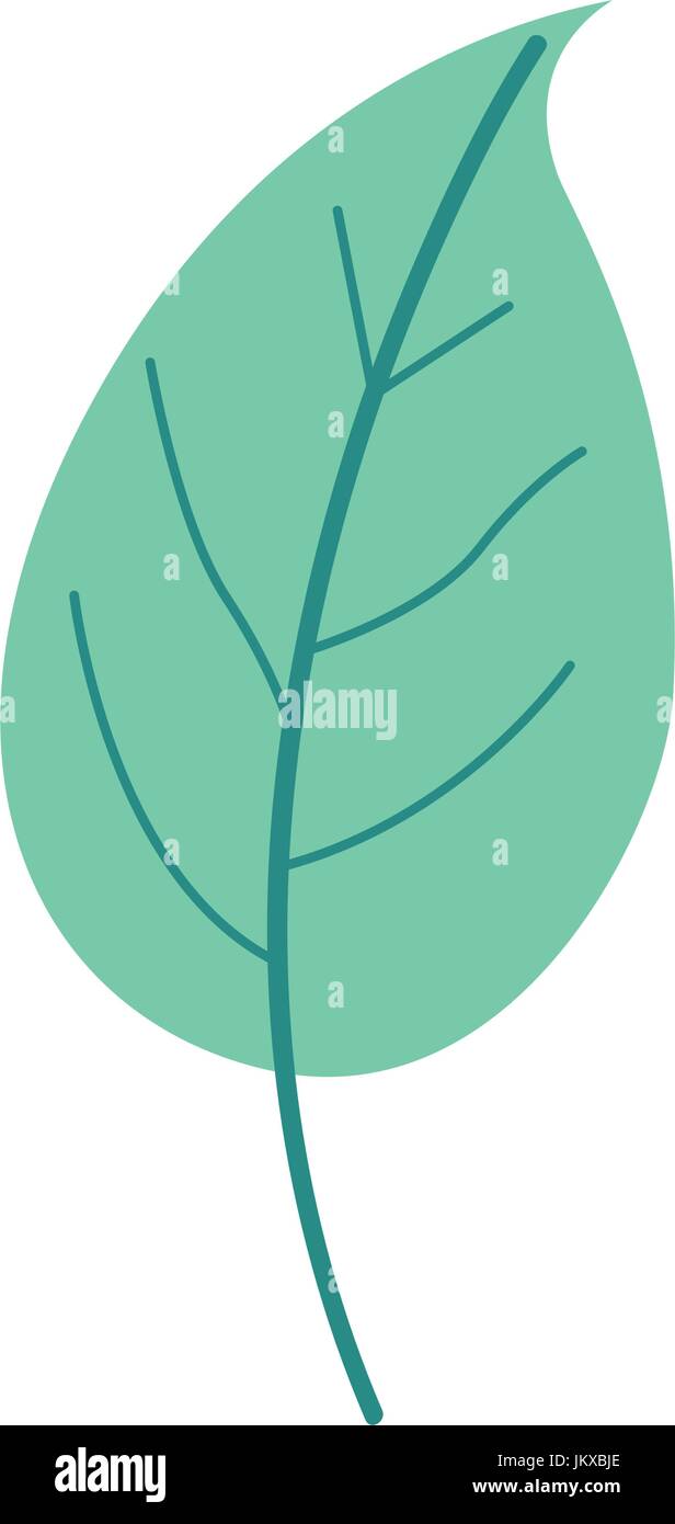 Leaf lanceolate Stock Vector Images - Alamy