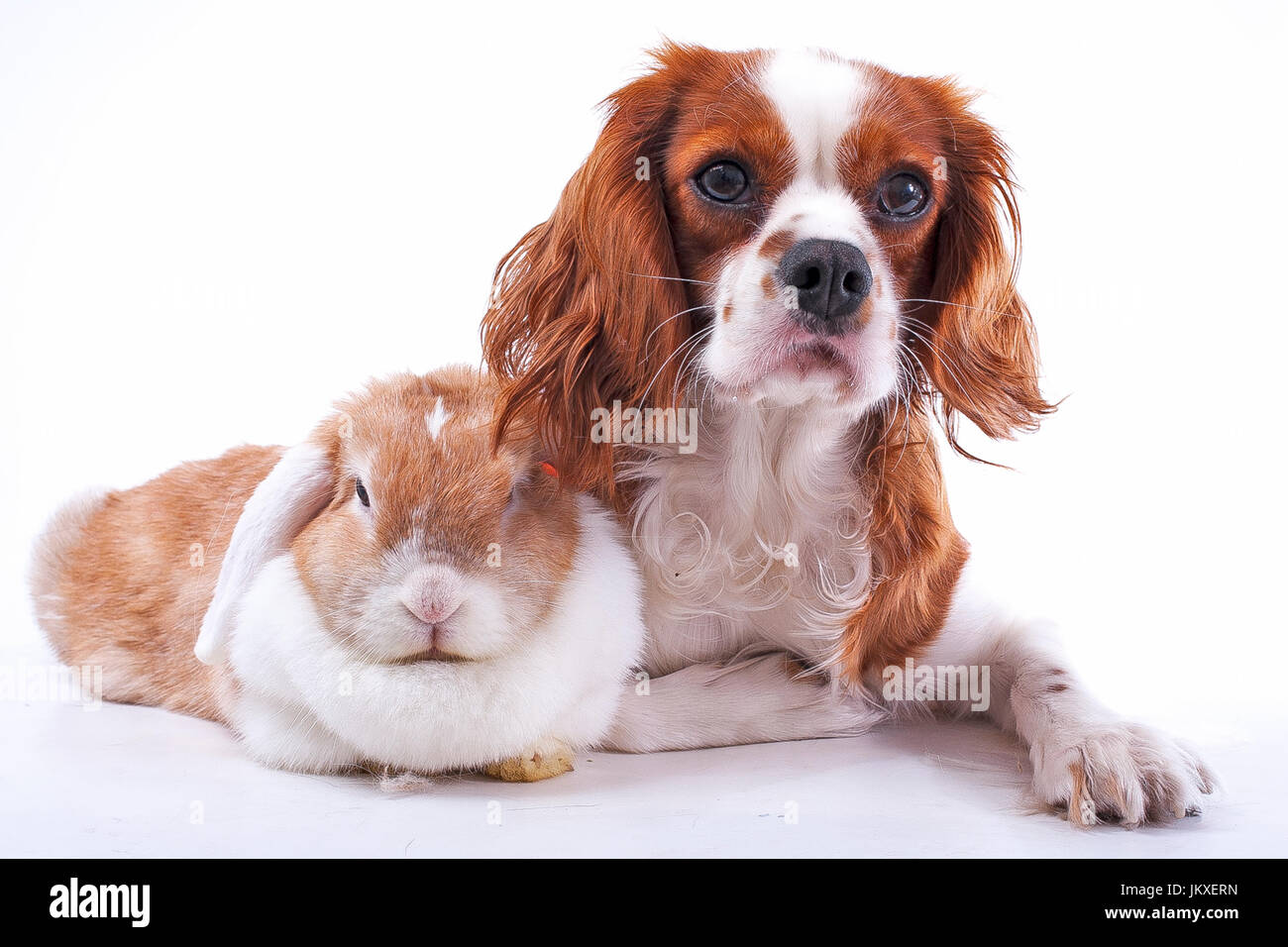 Rabbit friends hi-res stock photography and images - Alamy
