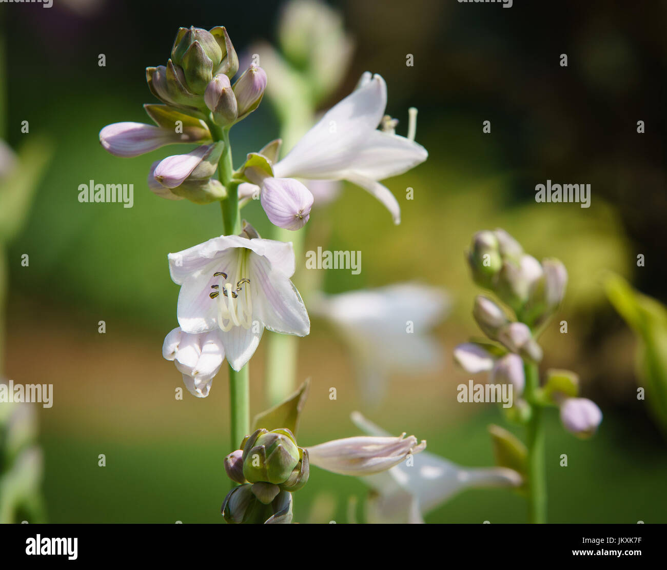 Hosta Flowers in July Stock Photo - Alamy