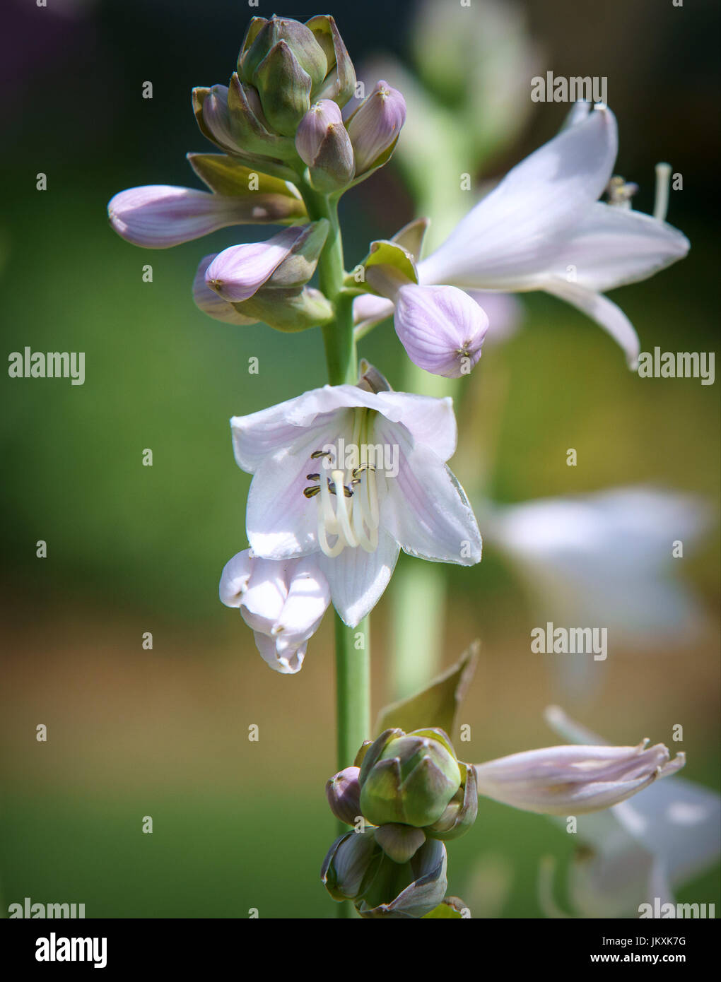 Hosta Flowers in July Stock Photo - Alamy