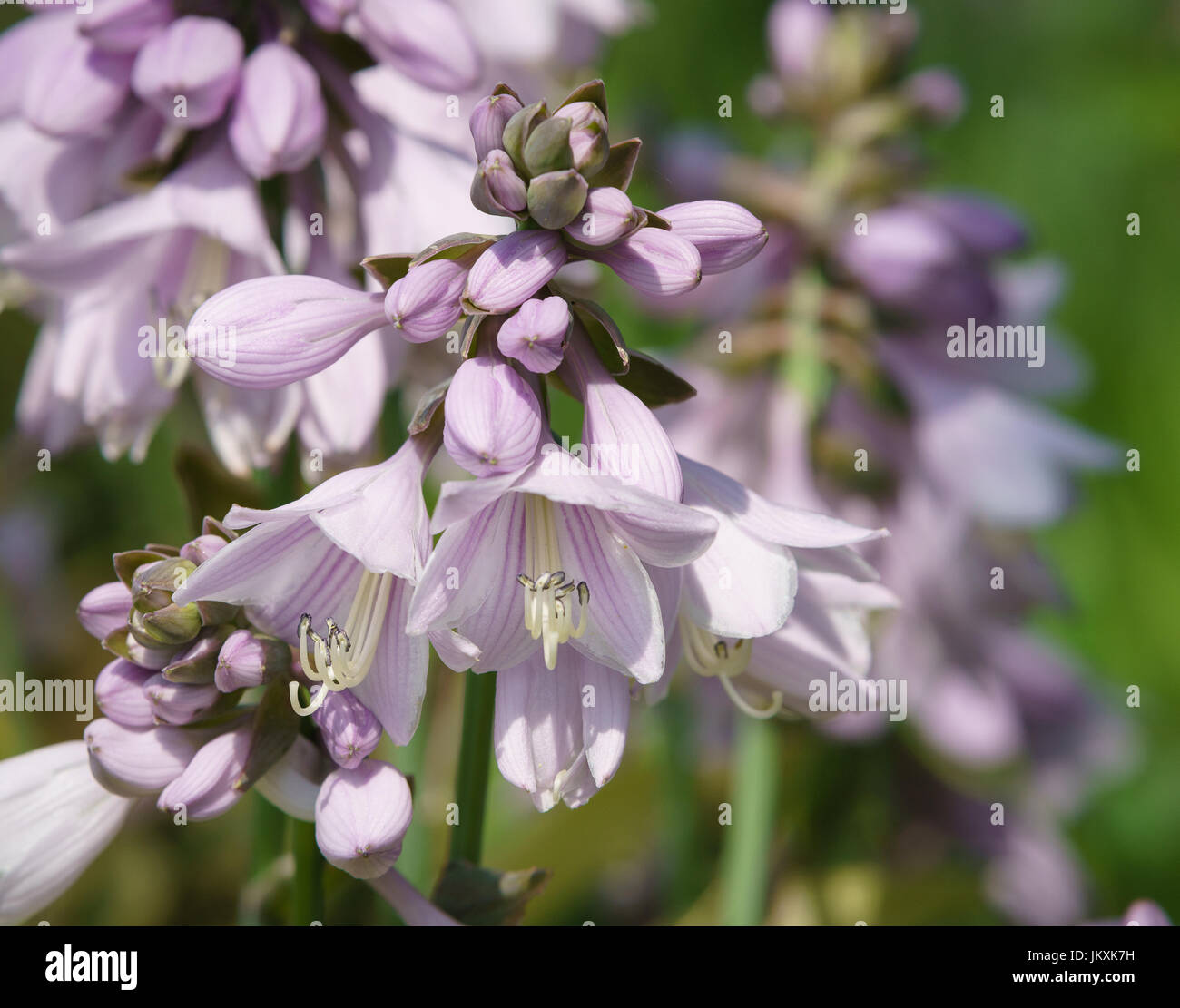 Hosta flowers hi-res stock photography and images - Alamy