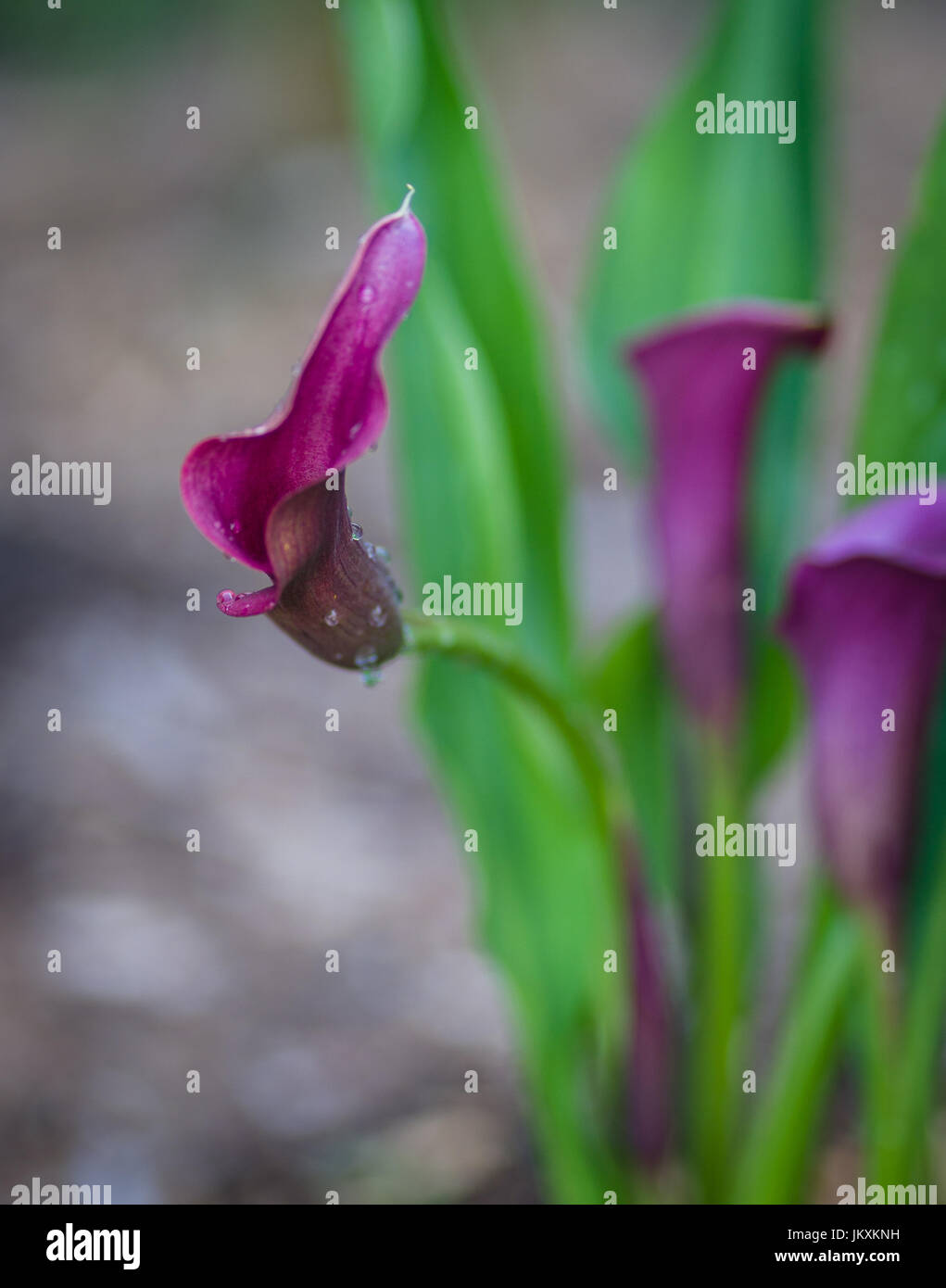 Calla lilly plant hi-res stock photography and images - Alamy