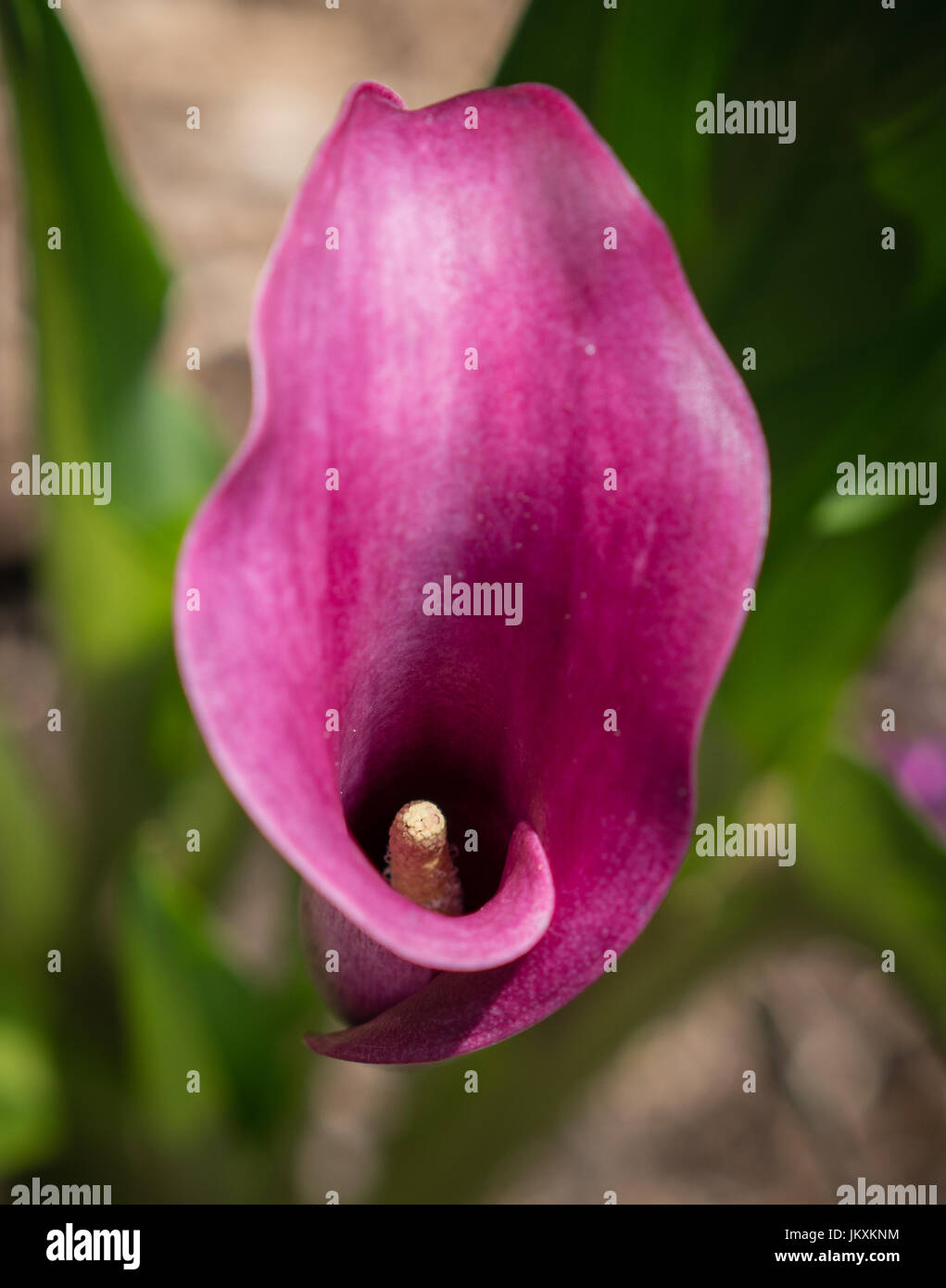 Calla lilly plant hi-res stock photography and images - Alamy