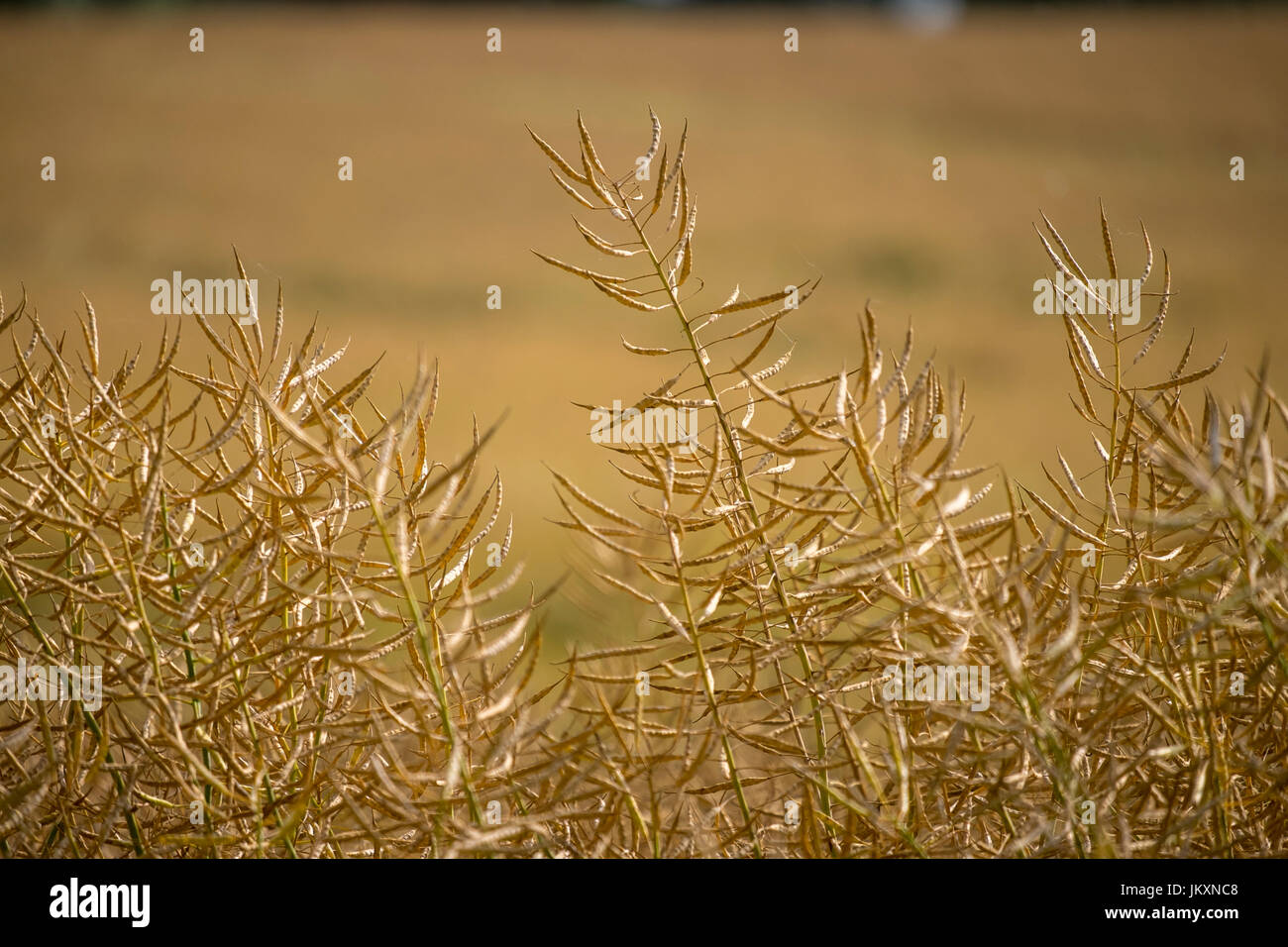 Rapeseed plants ready for harvesting Stock Photo - Alamy