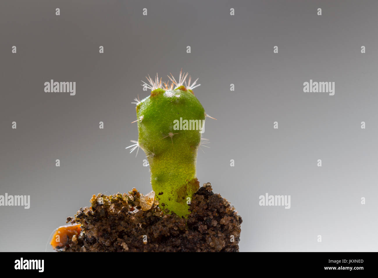 Young cactus seedling , Azureocereus Hertlingianus Stock Photo - Alamy