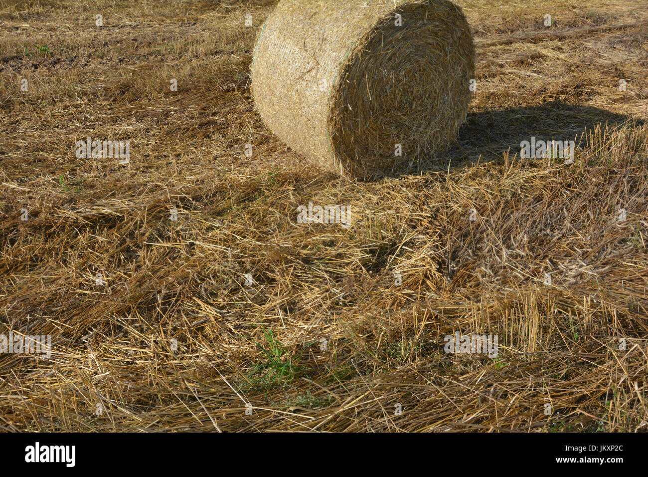 Straw bales on the field in detail Stock Photo - Alamy