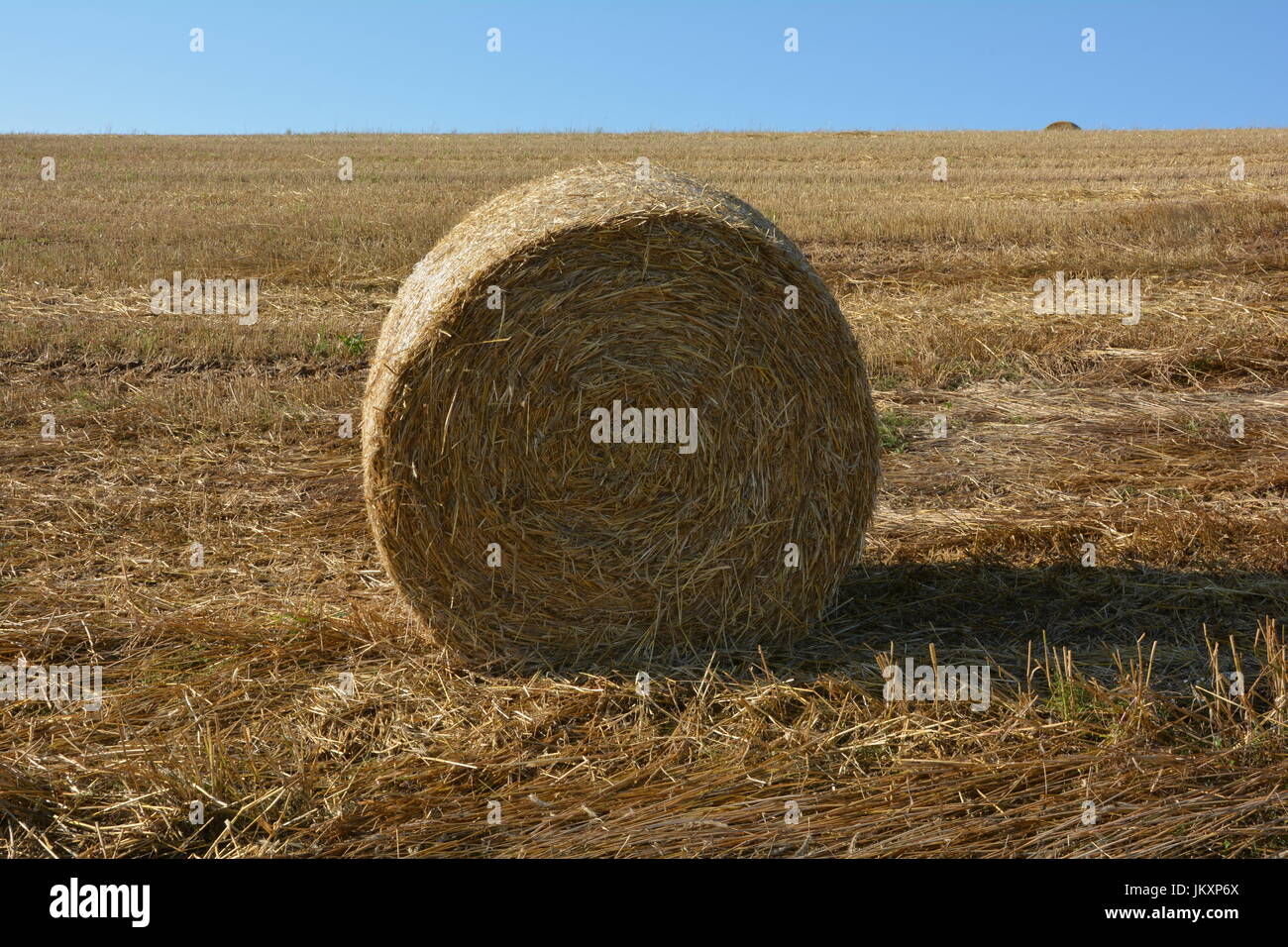 A straw ball from the front on the stubble field Stock Photo - Alamy