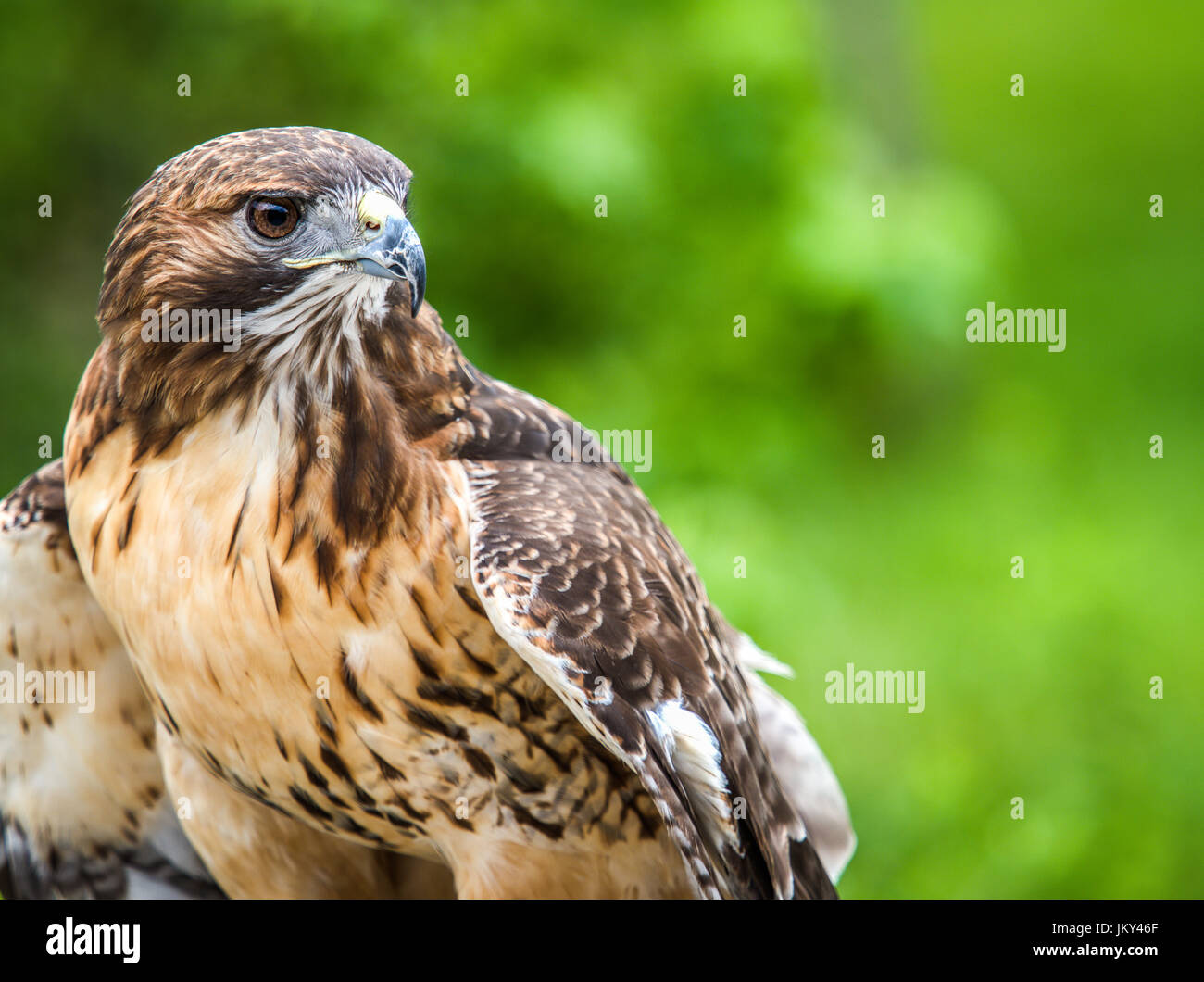 Image made during a raptor demonstration at the National Wildlife ...