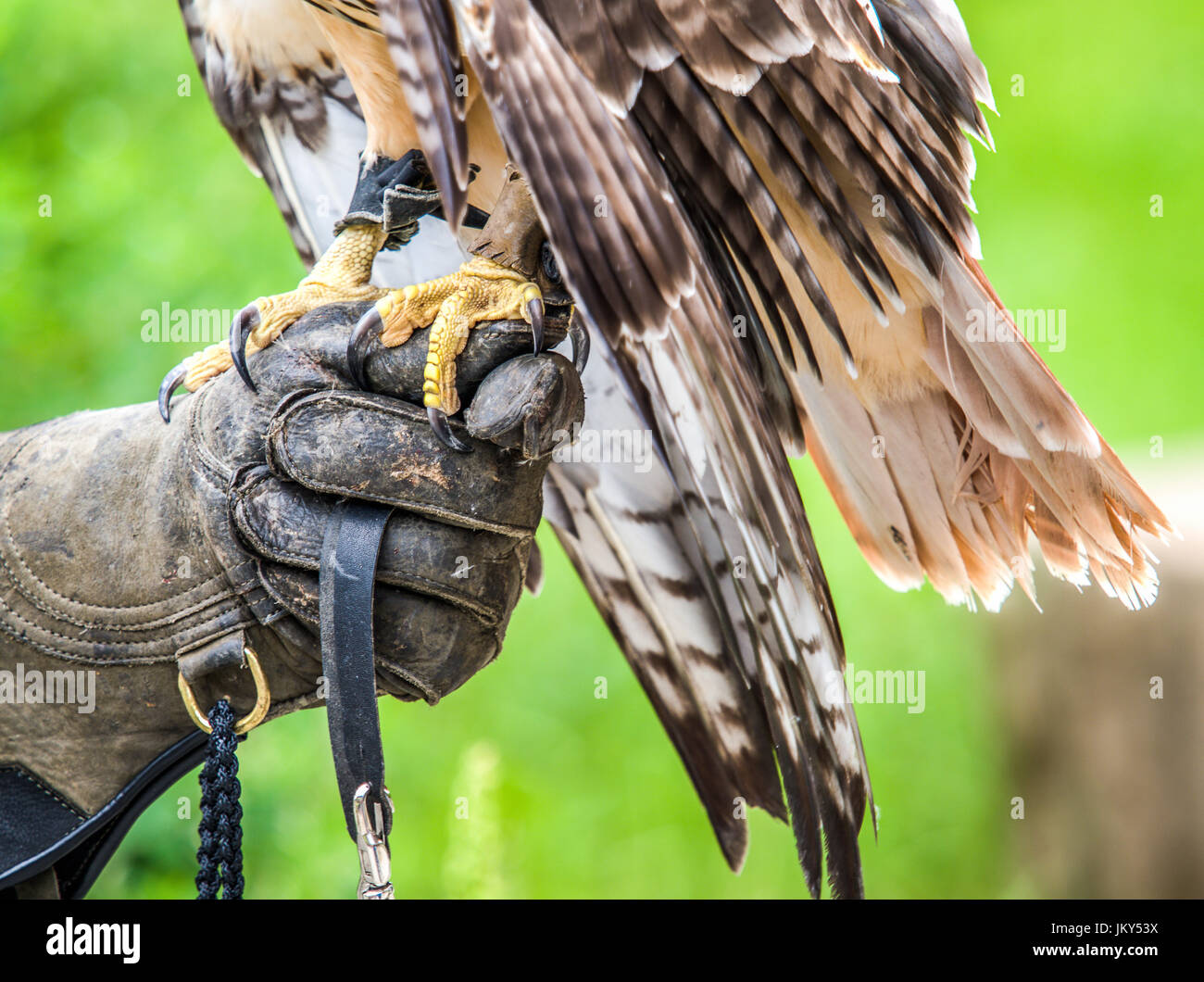 Image made during a raptor demonstration at the National Wildlife ...