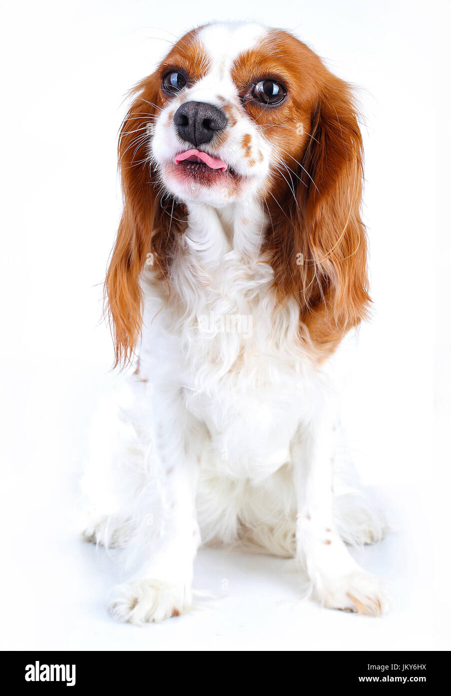 Funny dog. Cute cavalier king charles spaniel photos Stock Photo - Alamy