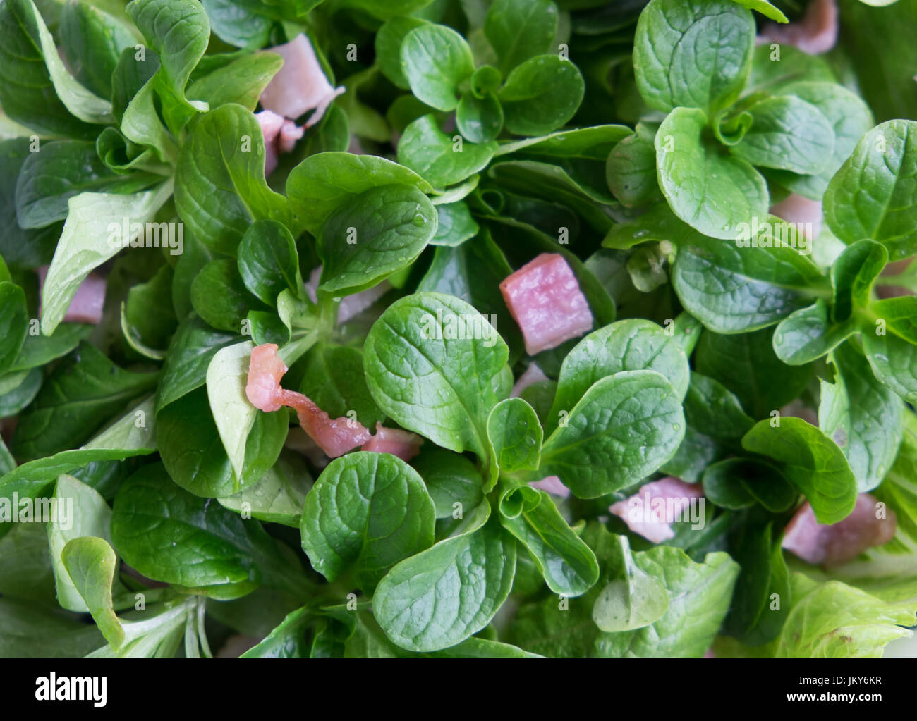Lamb's lettuce and bacon salad - Valerianella locusta known as corn ...