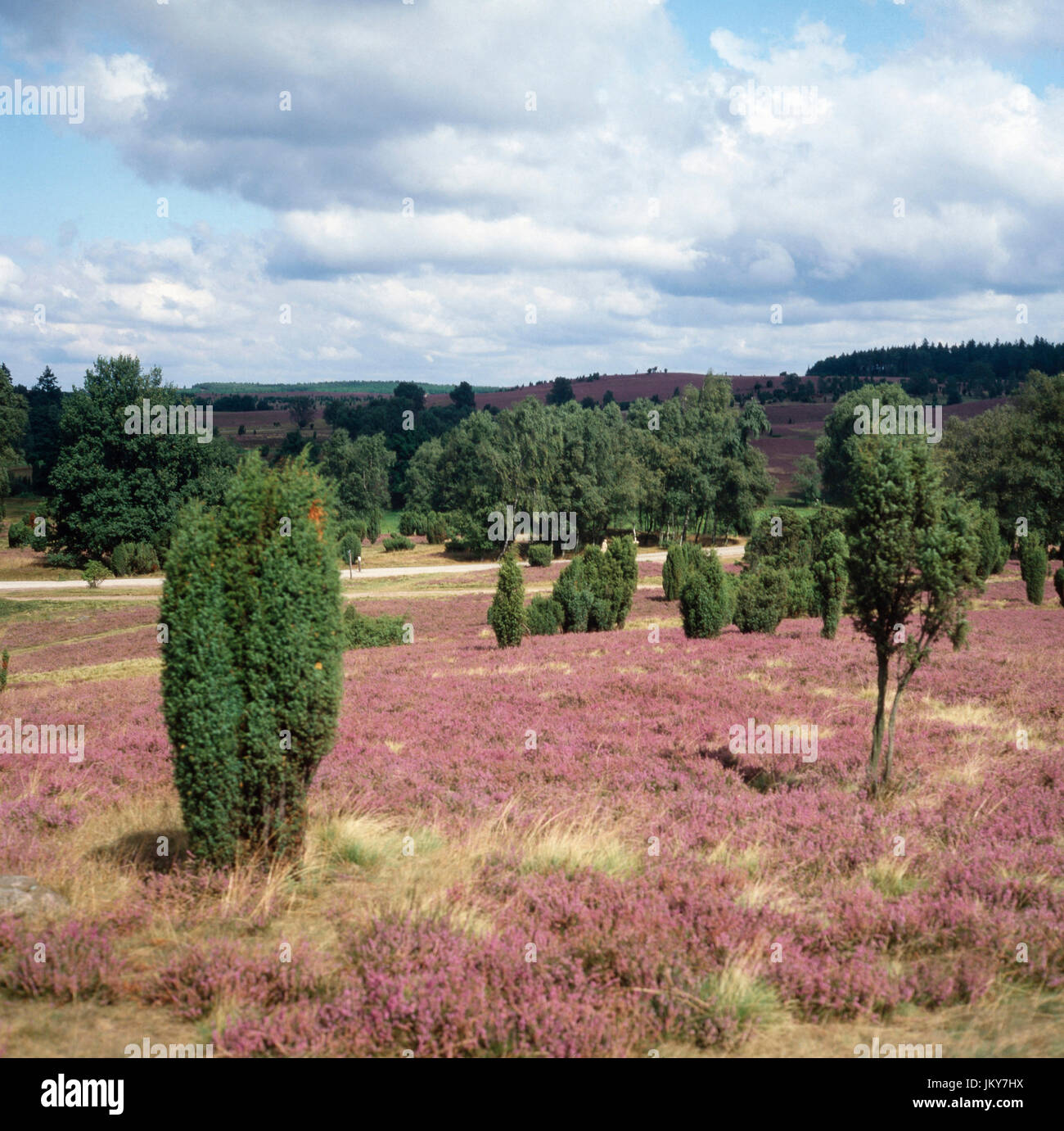 Landschaft pur in der Lüneburger Heide, Deutschland. Pure landscape at ...