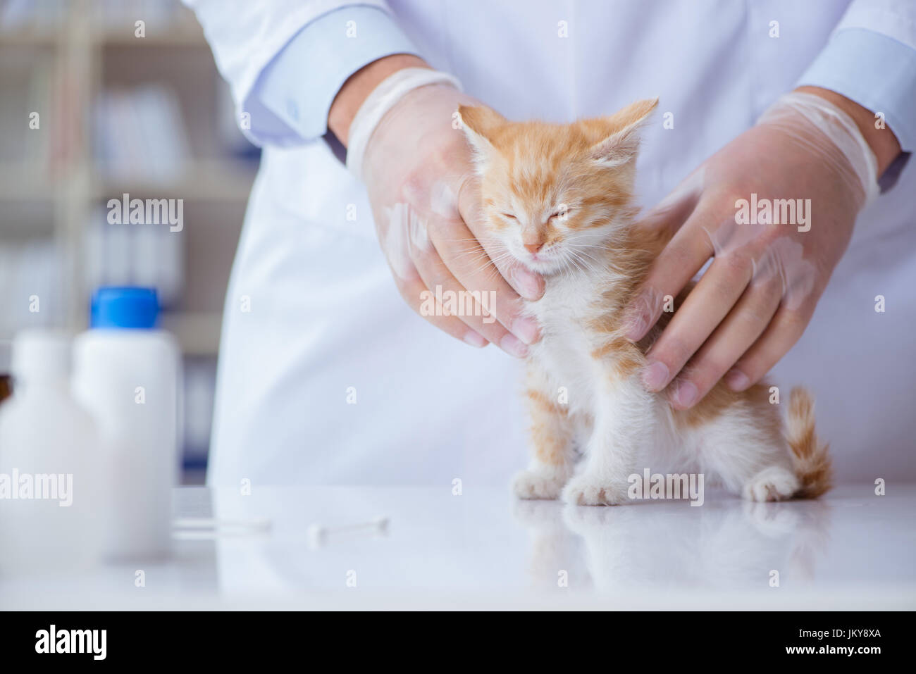 Cat visiting vet for regular check up Stock Photo - Alamy