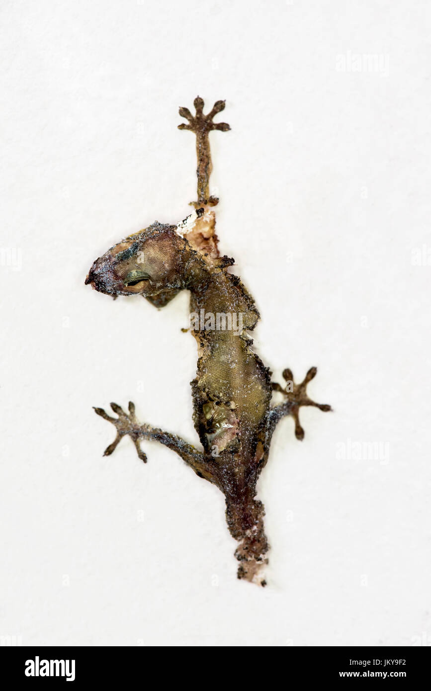 Dead lizard, (Hemidactylus) hanging on a wall Stock Photo - Alamy
