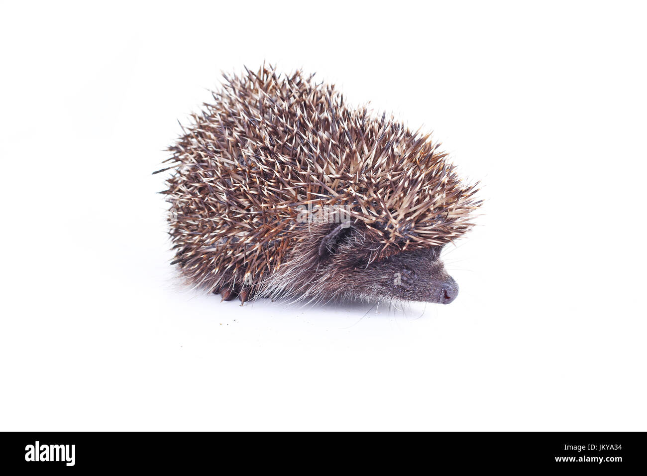 Wild hedgehog on isolated white studio background. Hedgehog cutout cut ...