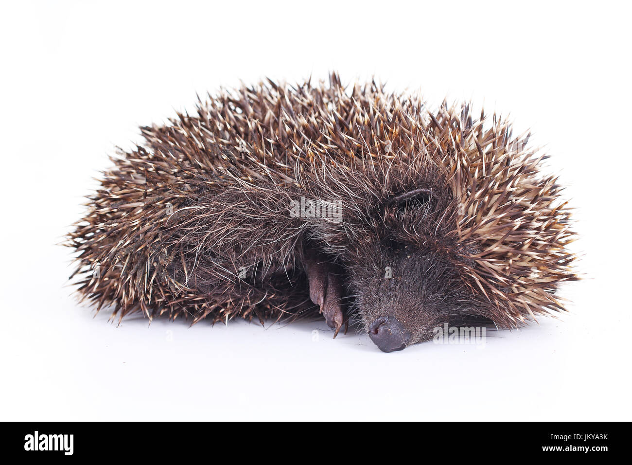 Wild hedgehog on isolated white studio background. Hedgehog cutout cut ...