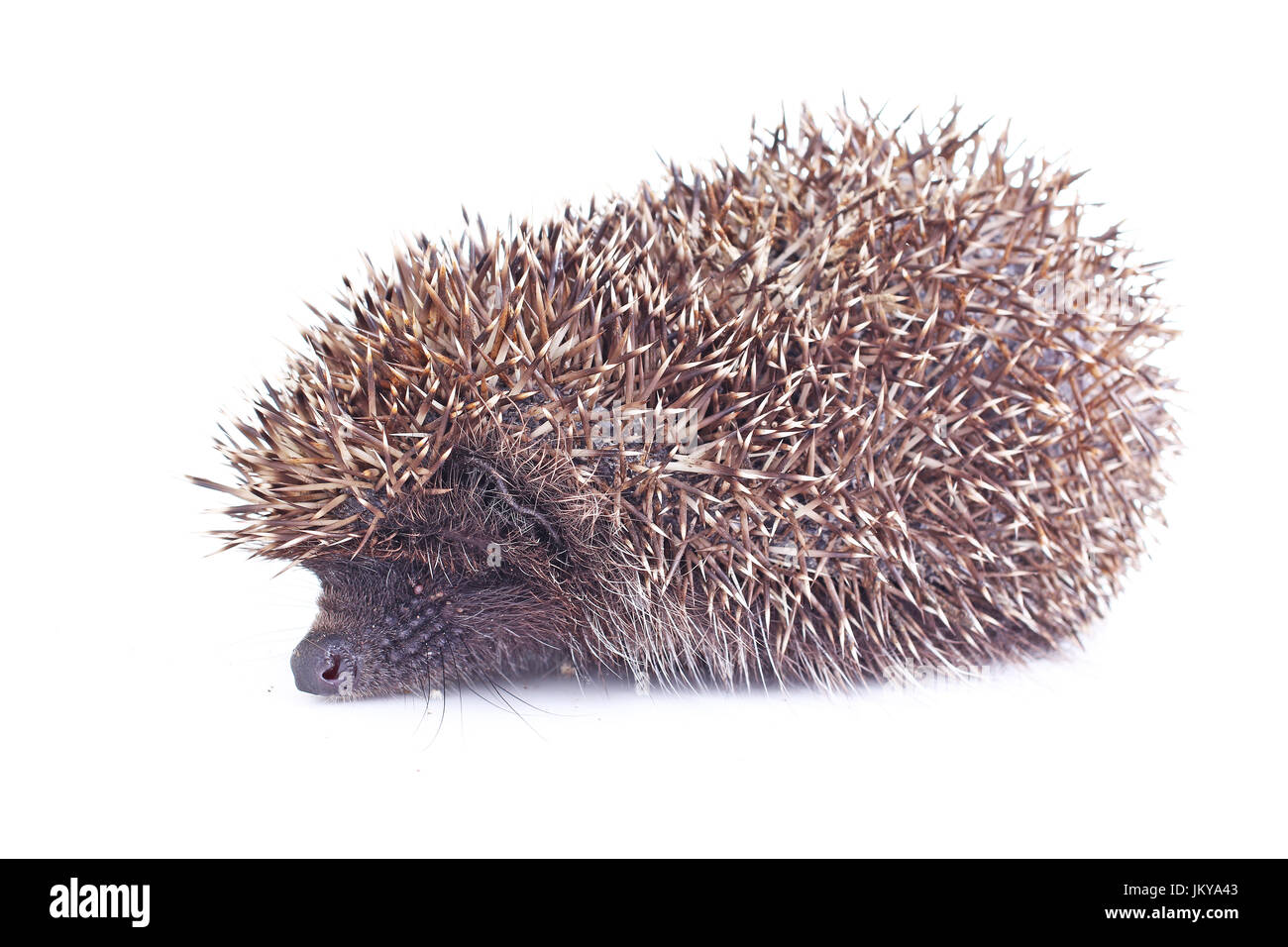 Wild hedgehog on isolated white studio background. Hedgehog cutout cut ...