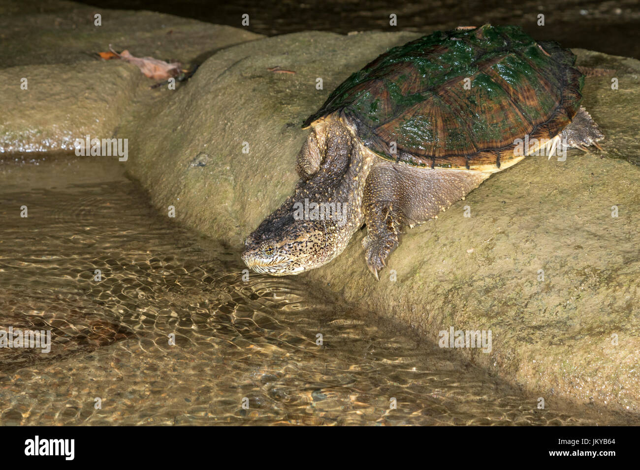 Common carnivorous hi-res stock photography and images - Alamy