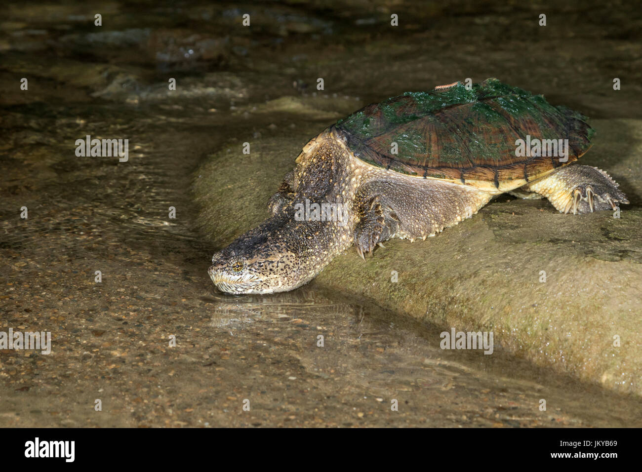 Common Snapping Turtle In Water