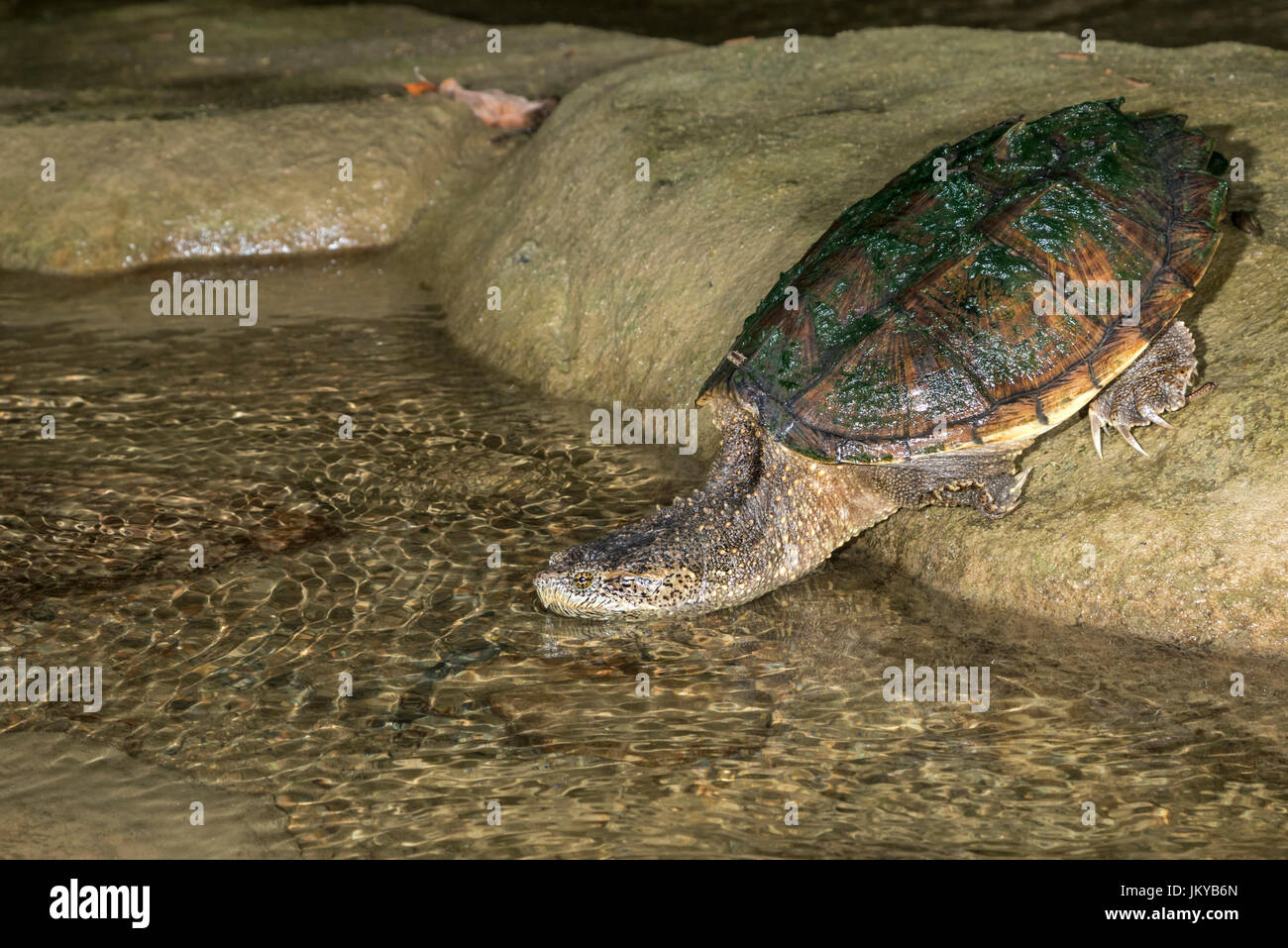Common snapping turtle (Chelydra serpentina) going to water from a rock ...