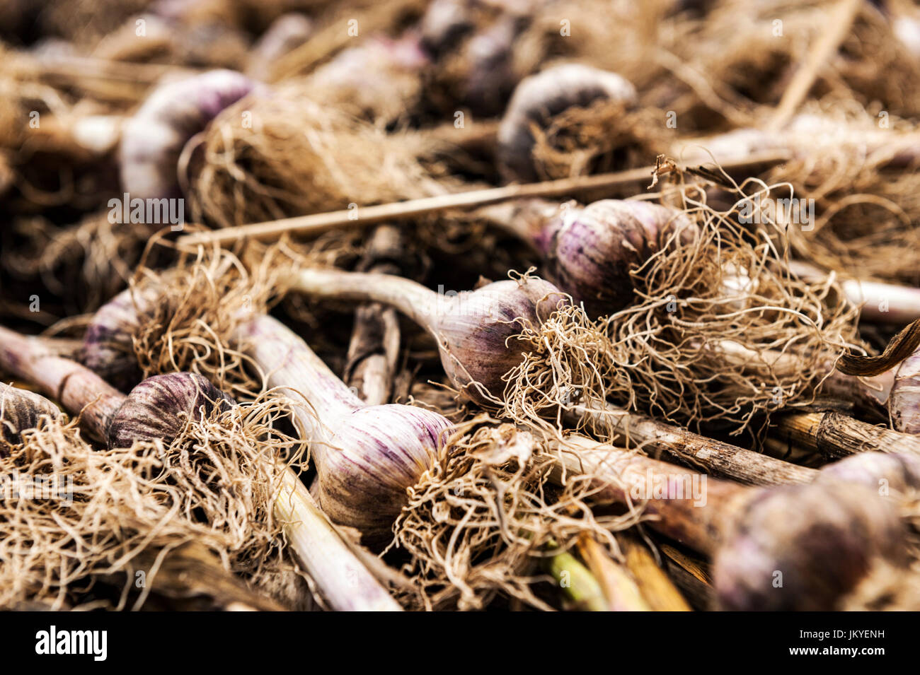 Garlic bulb fresh grow green hi-res stock photography and images - Alamy