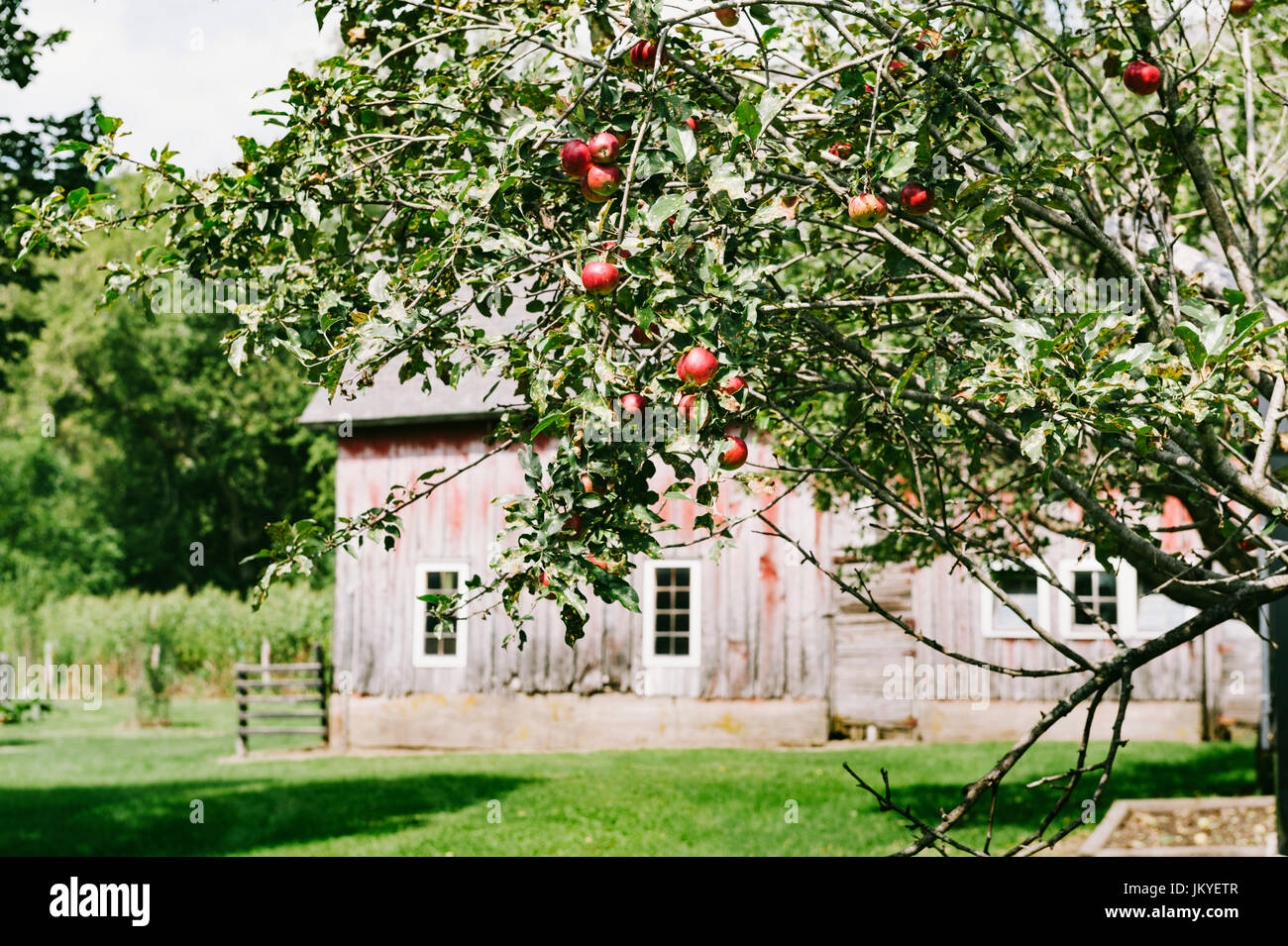 apple tree with red Barn Background Stock Photo - Alamy