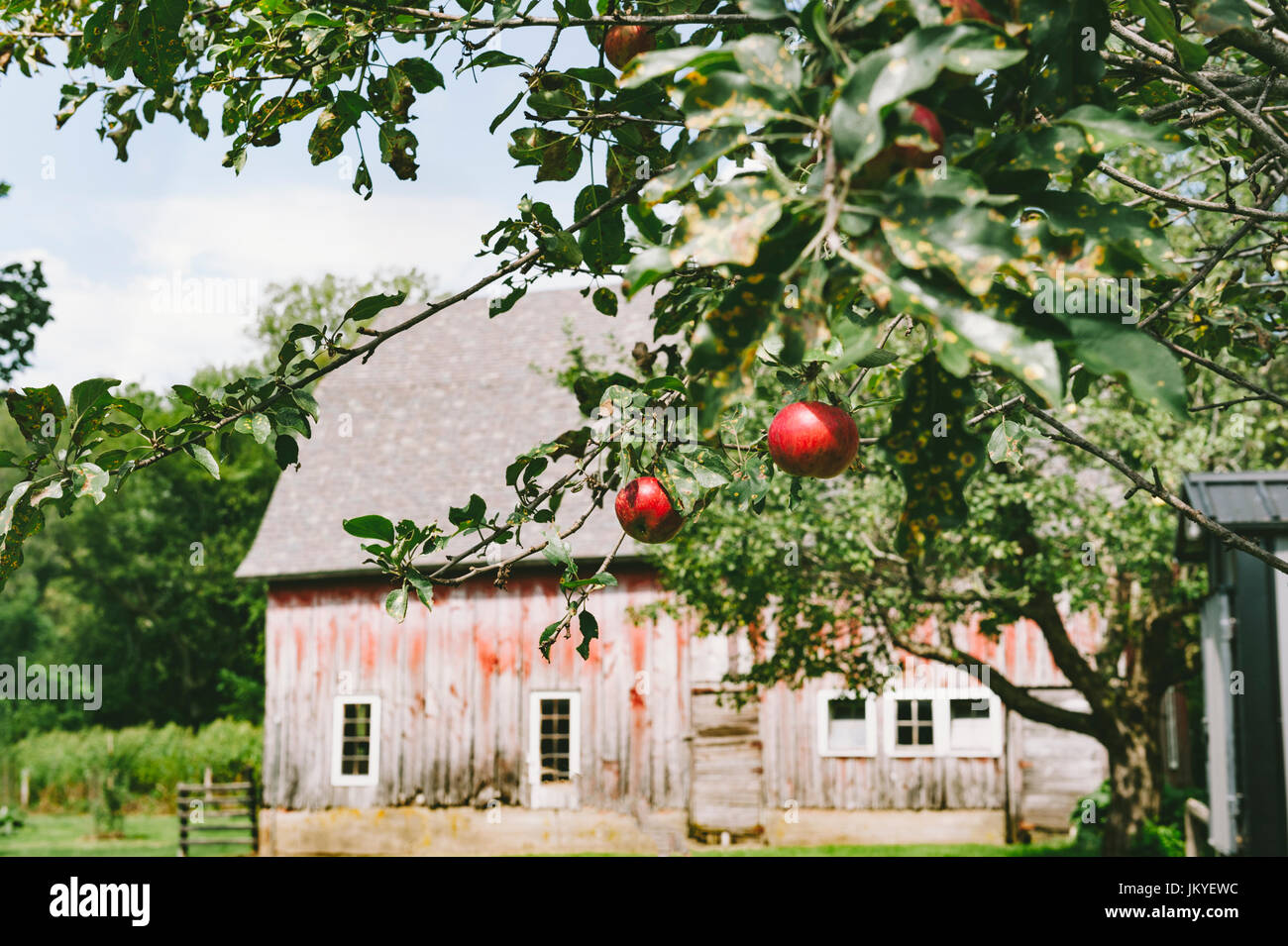 apple tree with red Barn Background Stock Photo - Alamy