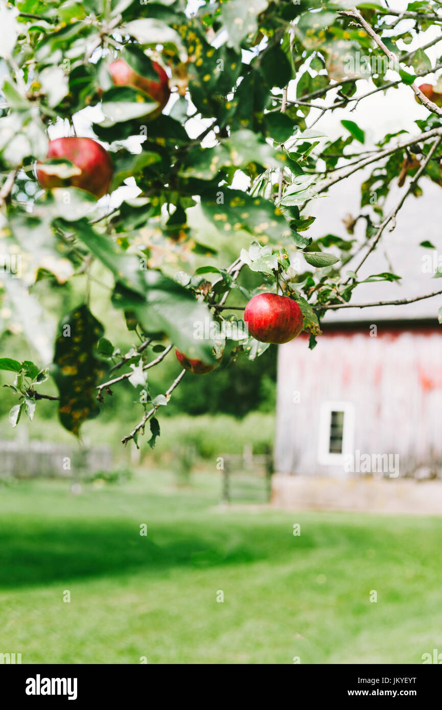 Apple barn hi-res stock photography and images - Alamy