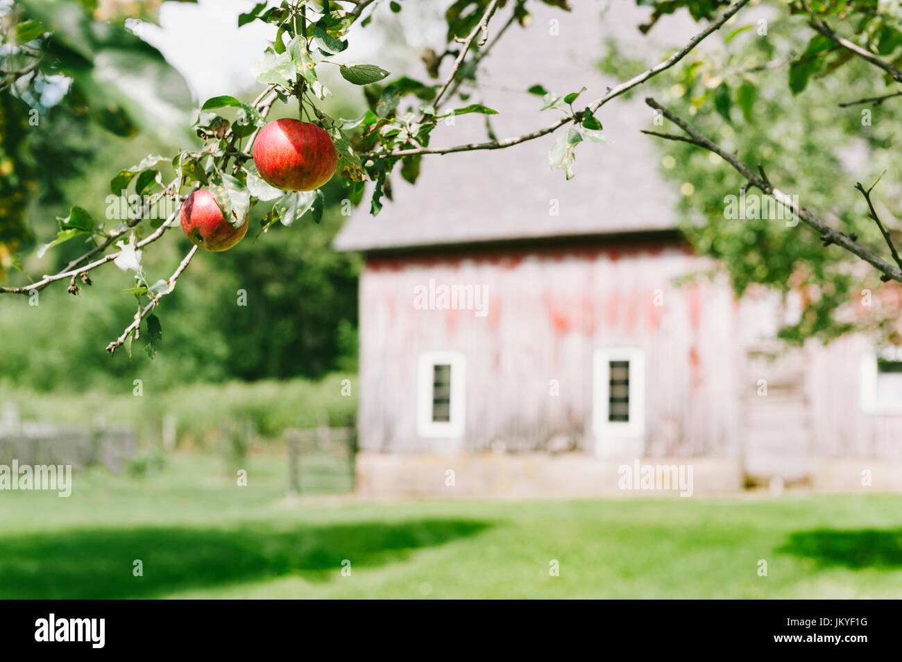 apple tree with red Barn Background Stock Photo - Alamy