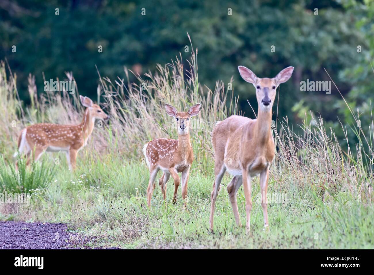 White tailed deer fawn mother hi-res stock photography and images - Alamy
