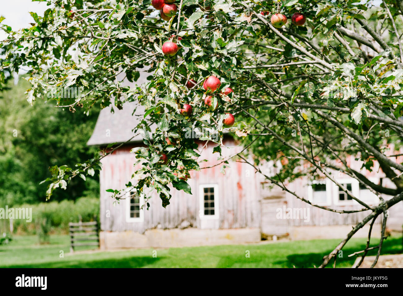 Old apple barn vintage hi-res stock photography and images - Alamy