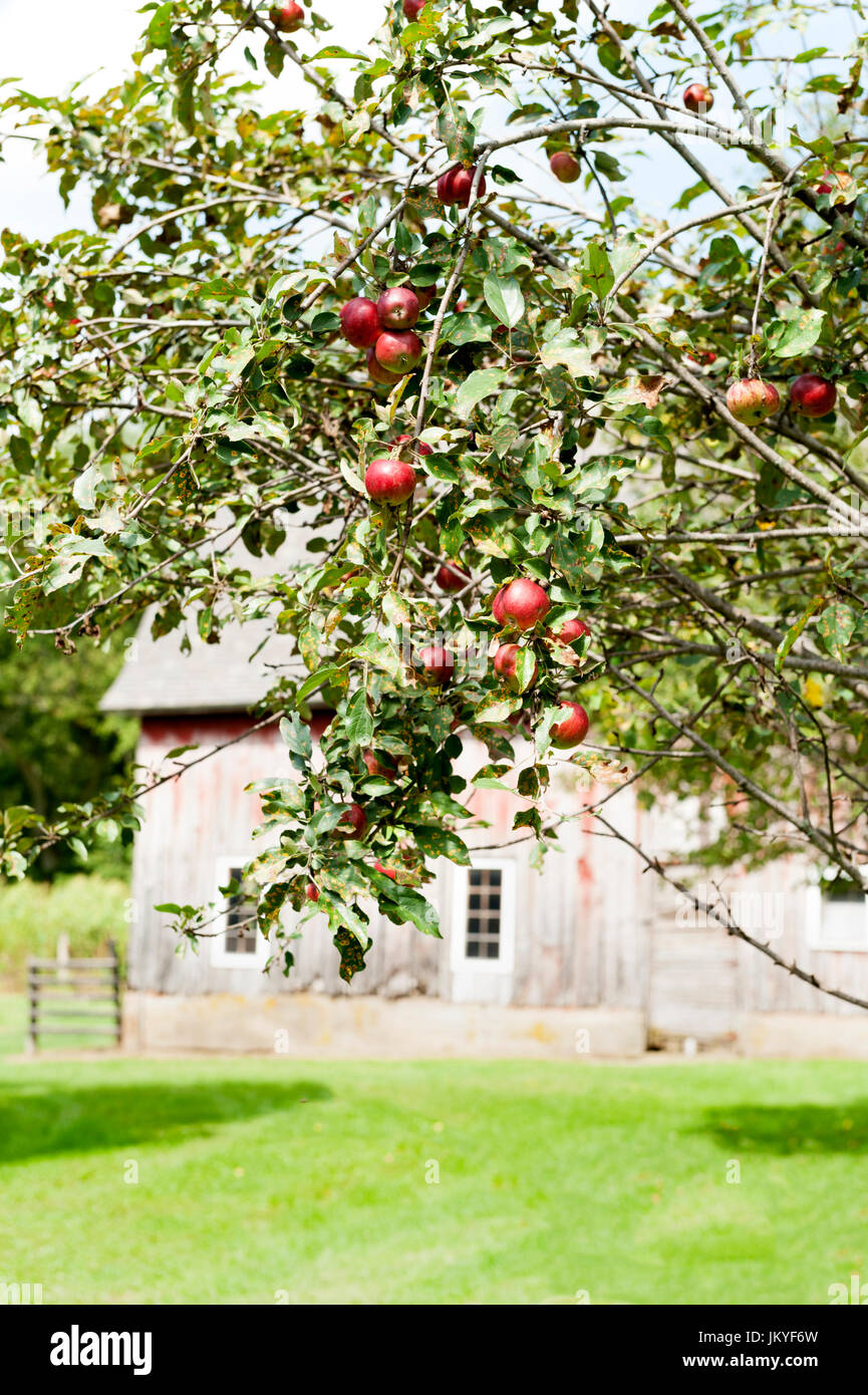 apple tree with red Barn Background Stock Photo - Alamy