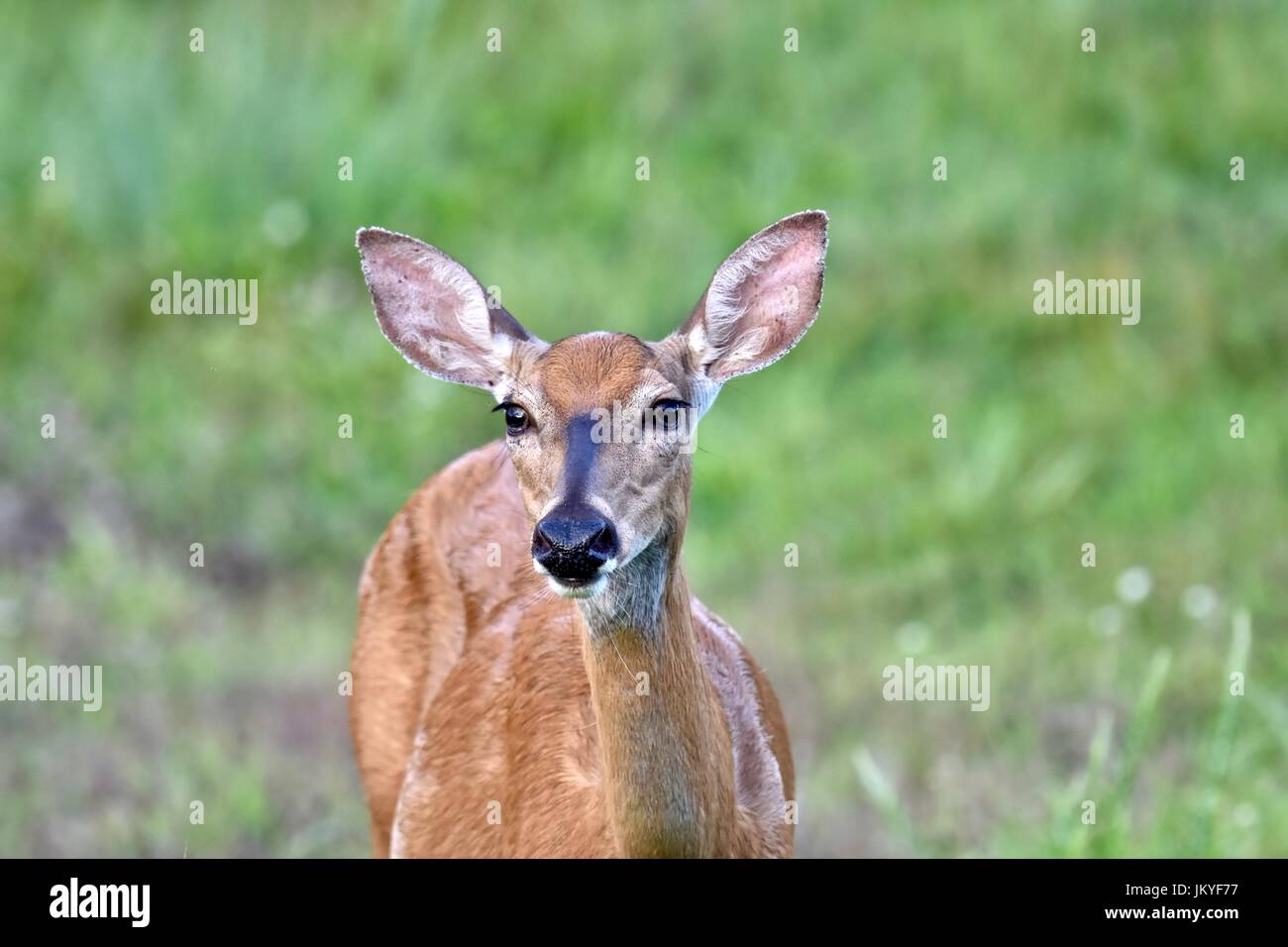 Whitetail deer doe hi-res stock photography and images - Alamy
