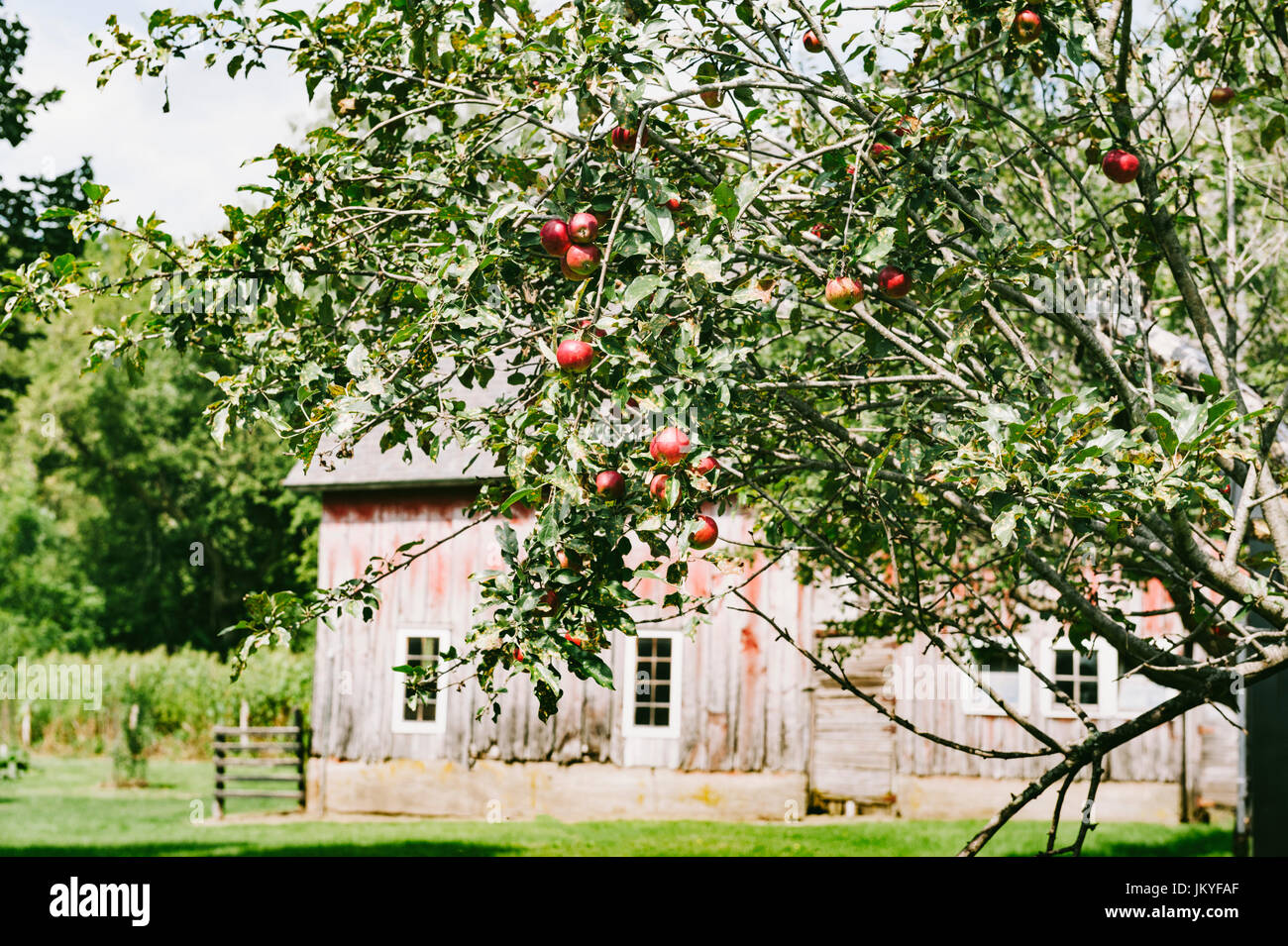 apple tree with red Barn Background Stock Photo - Alamy