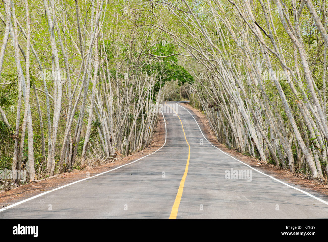 Road car through summer tree pathway alley Stock Photo - Alamy