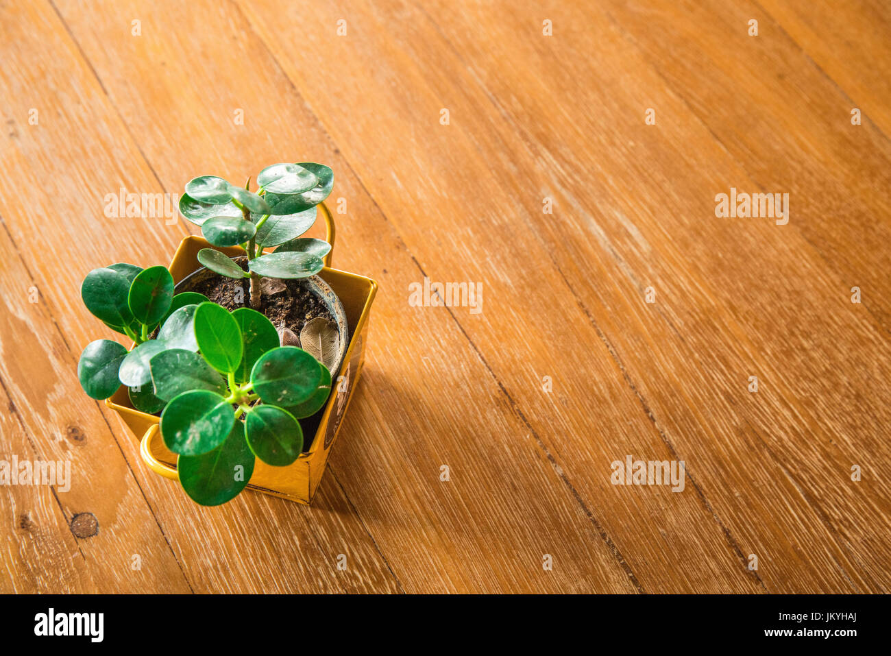 Table top view of small tree on brown wood with window light Stock ...
